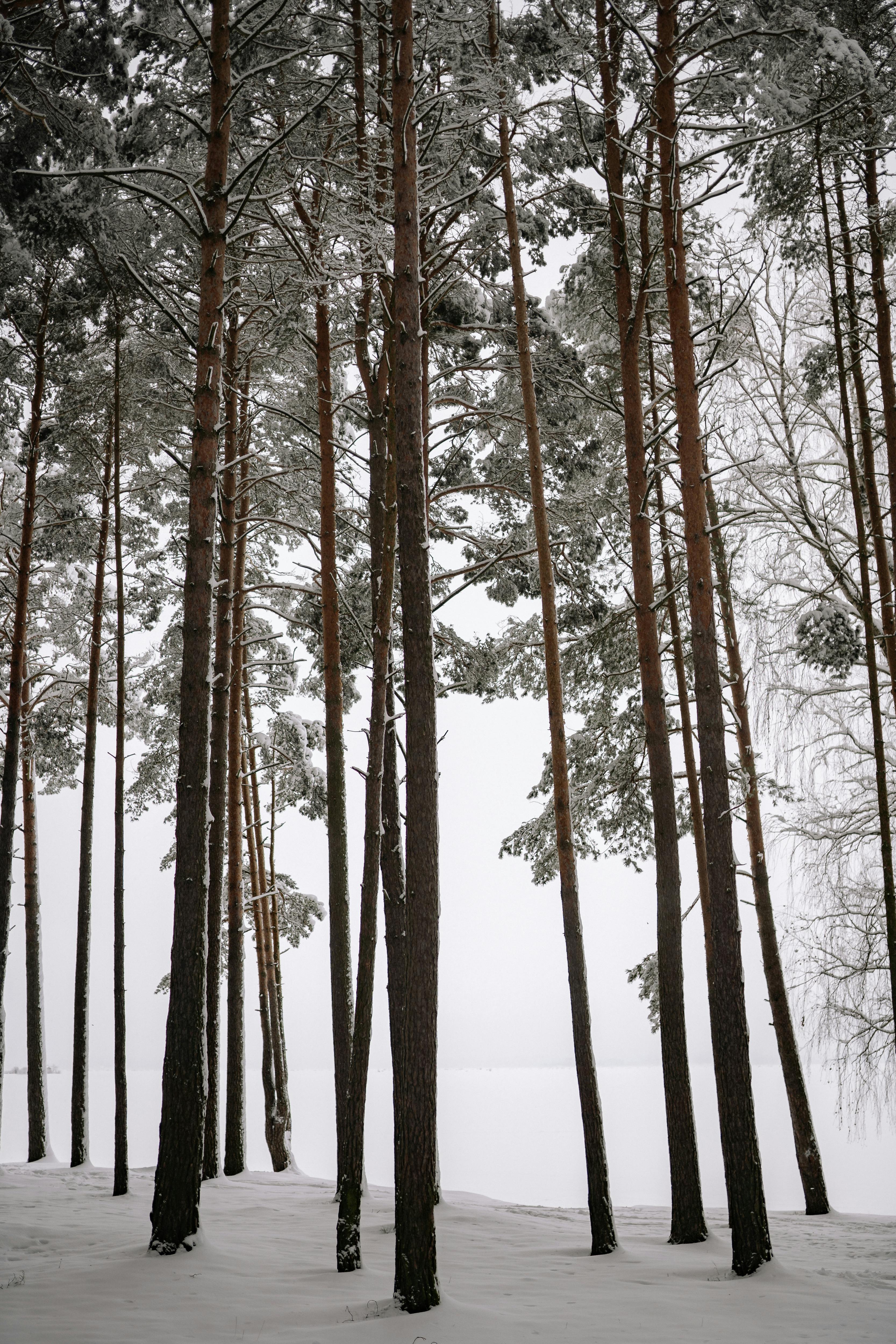 High Trees Growing in Winter Forest · Free Stock Photo