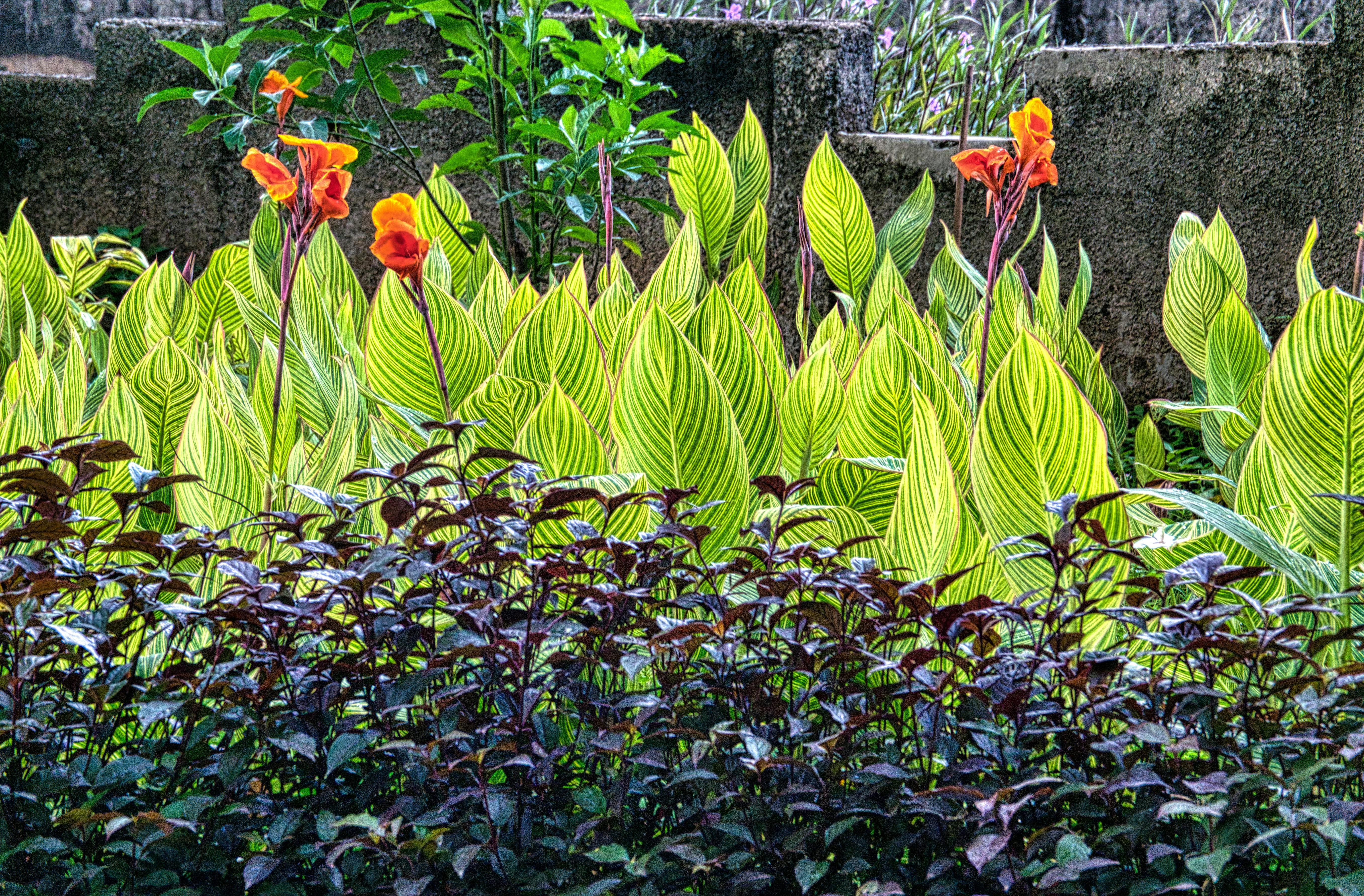 Photo of Plants · Free Stock Photo