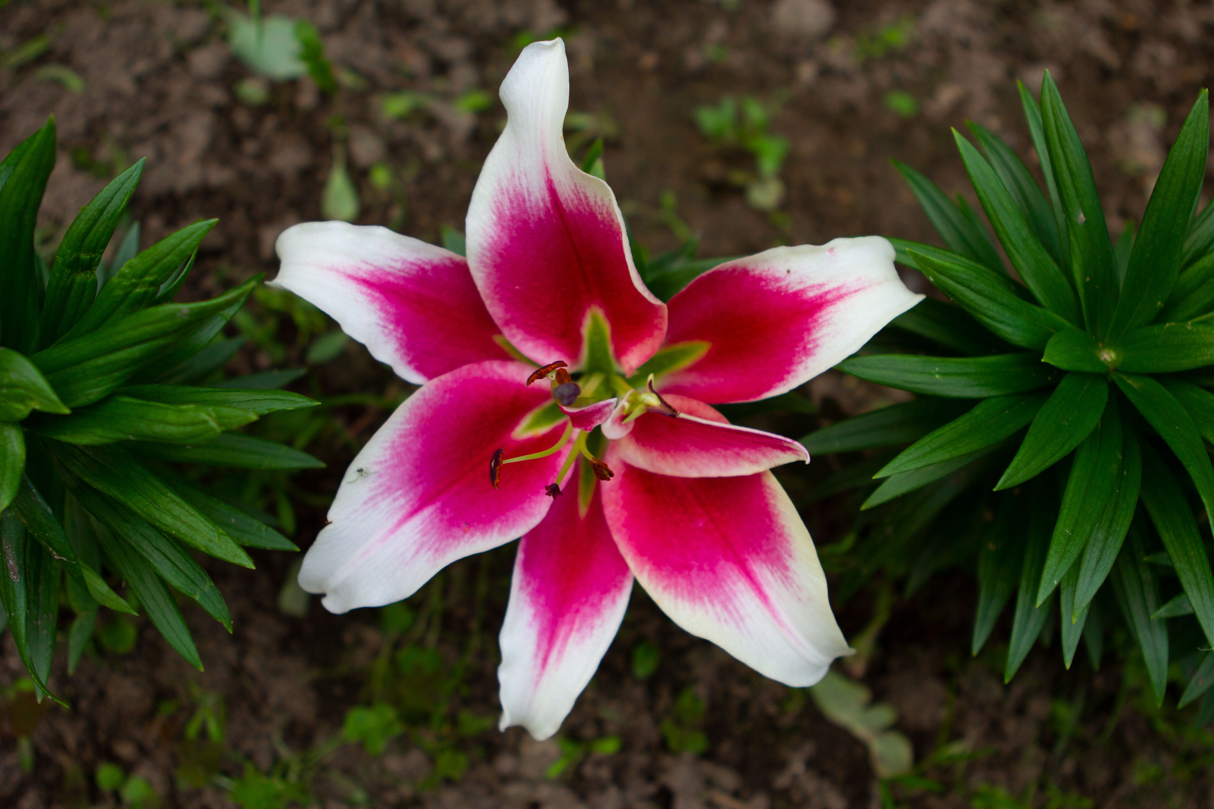 Lilium Soil Key Photos, Download The BEST Free Lilium Soil Key Stock ...