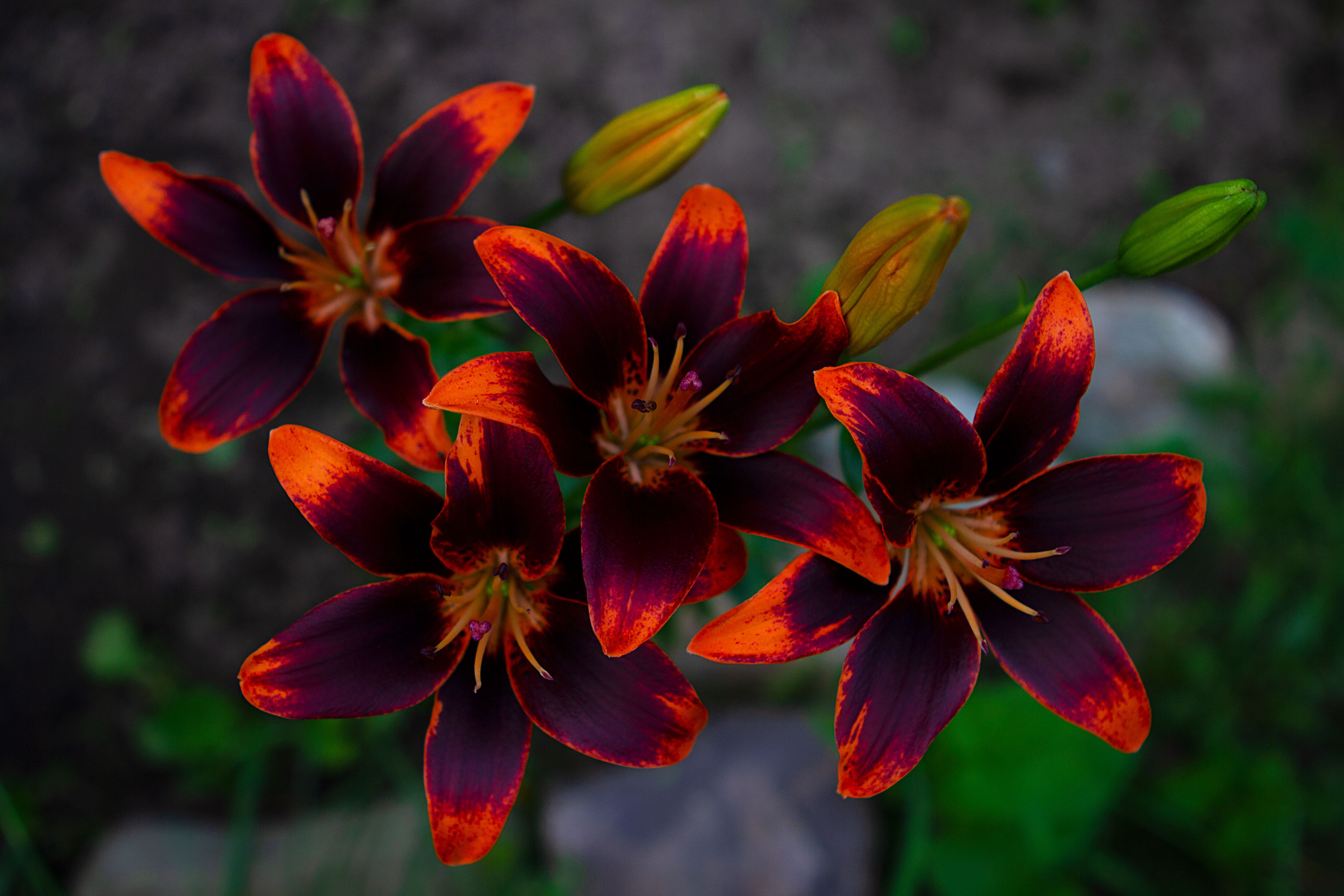 Selective Focus Photo of a Red Spider Lily Flower · Free Stock Photo