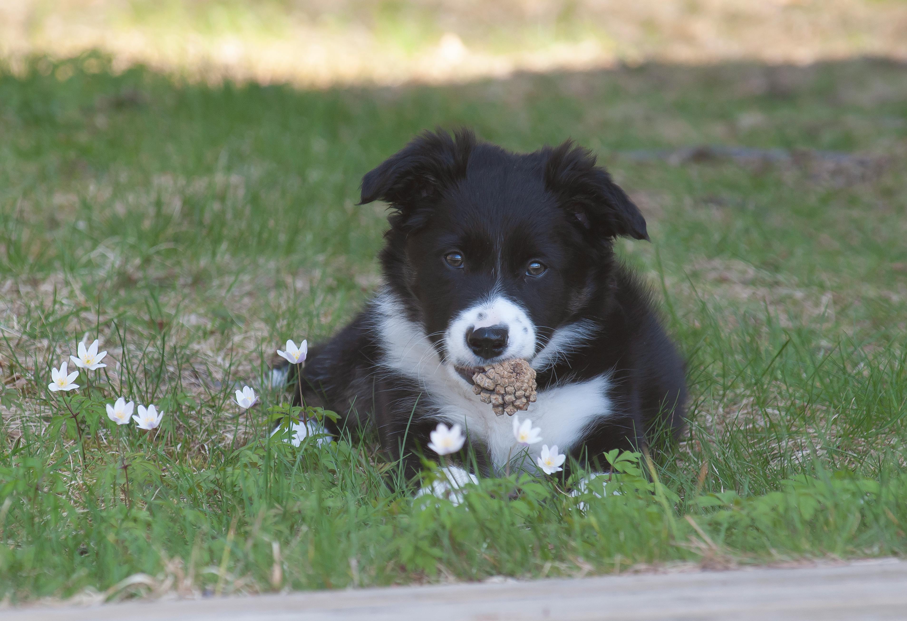 Free stock photo of border collie, puppy