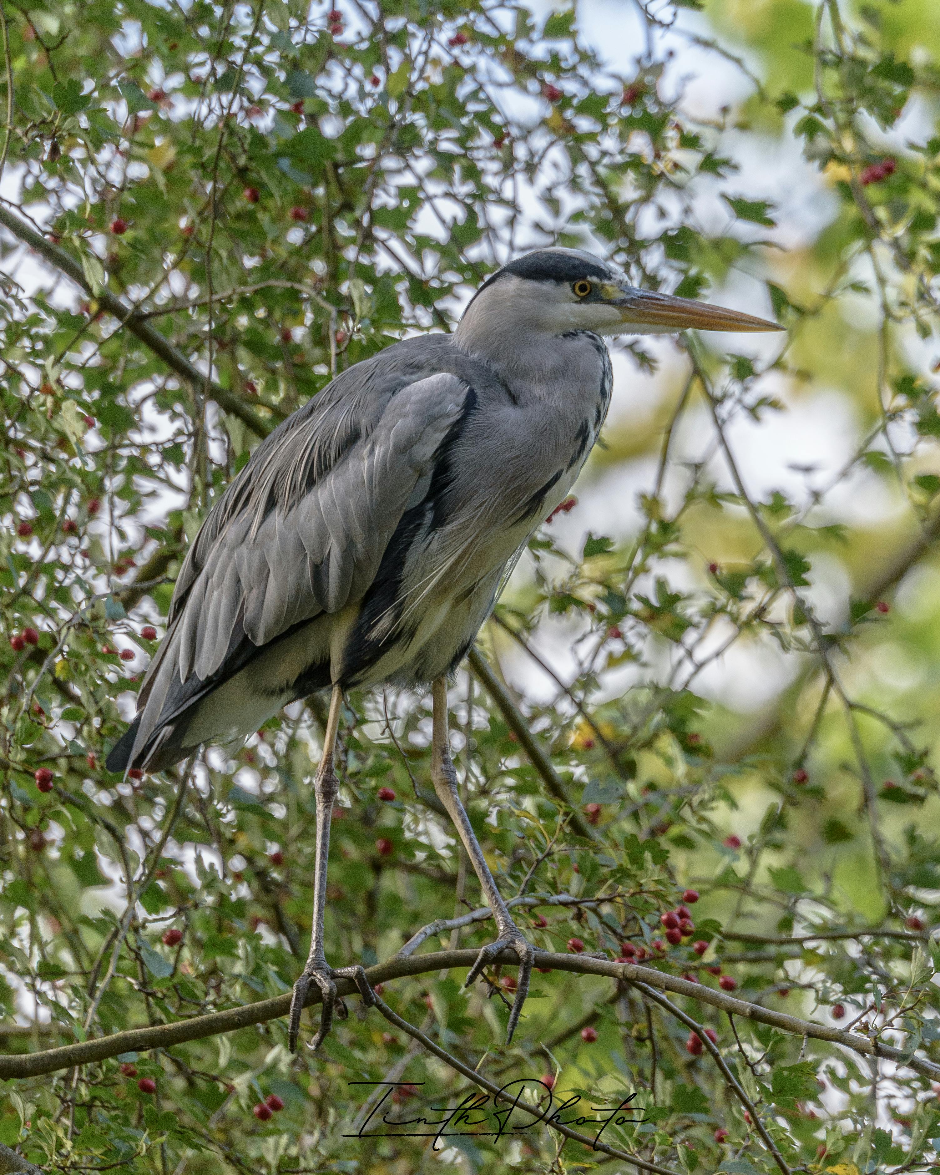 Kostenloses Foto zum Thema: ast, baum, chillen, faultier, kopfüber ...