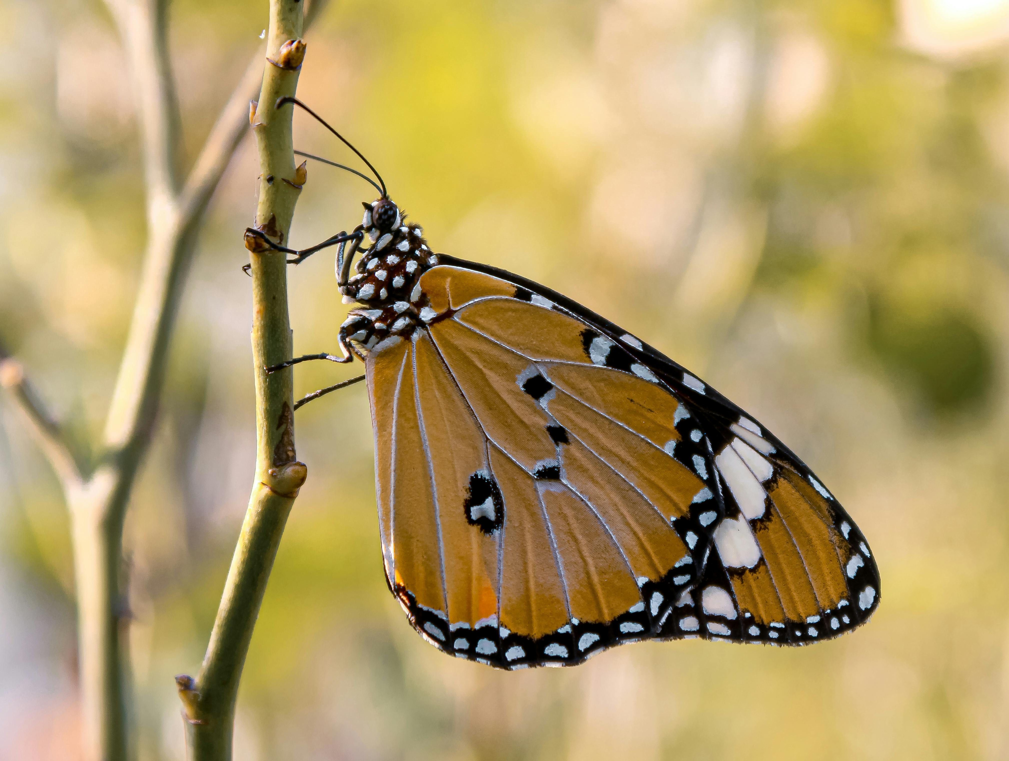 Blue Glassy Tiger Butterfly on a Floor · Free Stock Photo