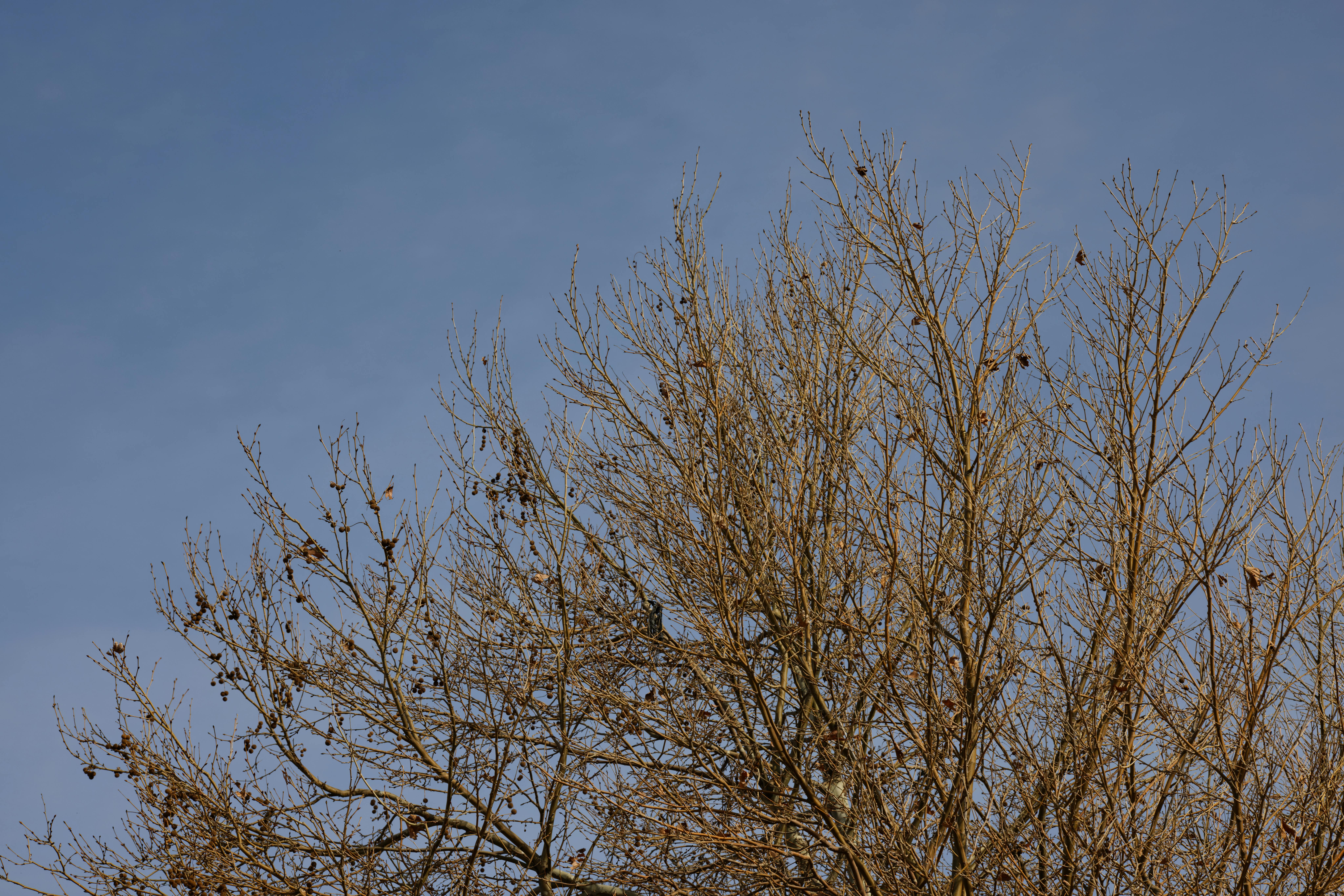 Leafless Tree · Free Stock Photo