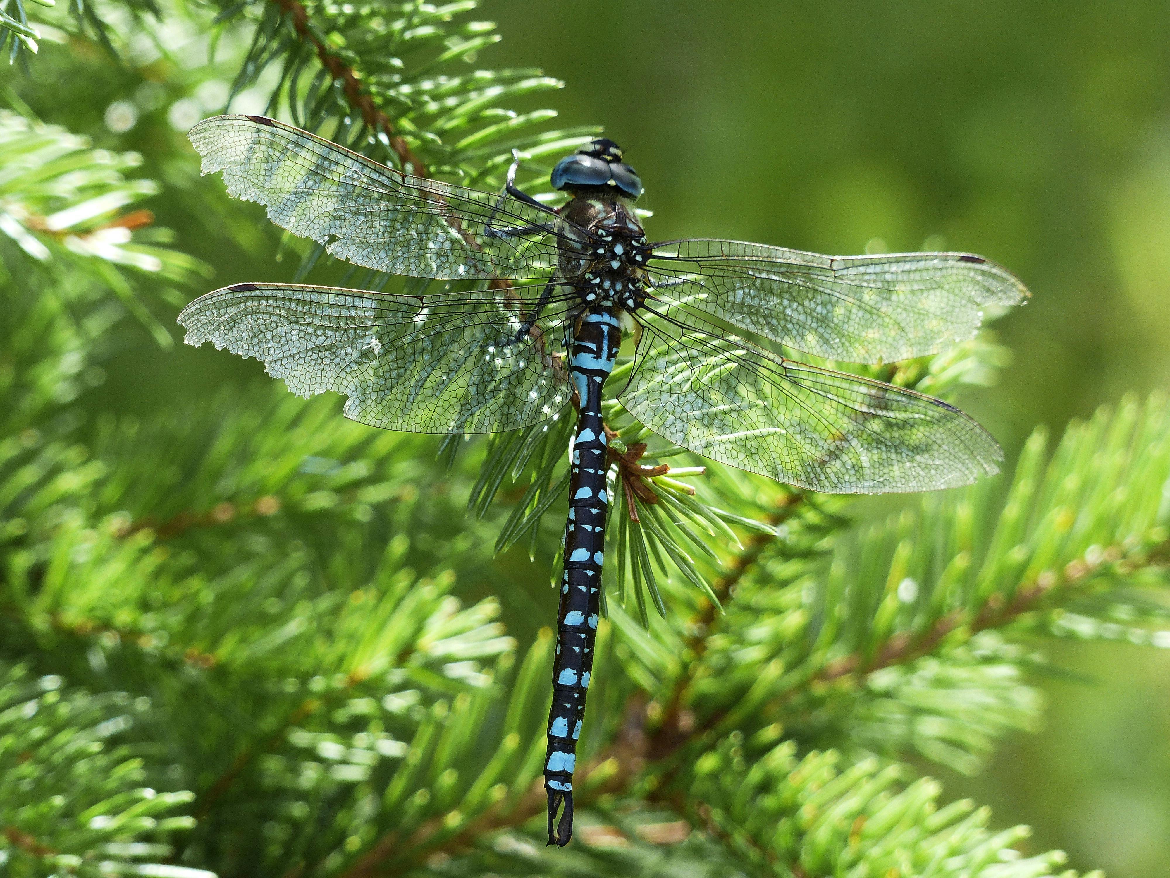 Blue Darner · Free Stock Photo