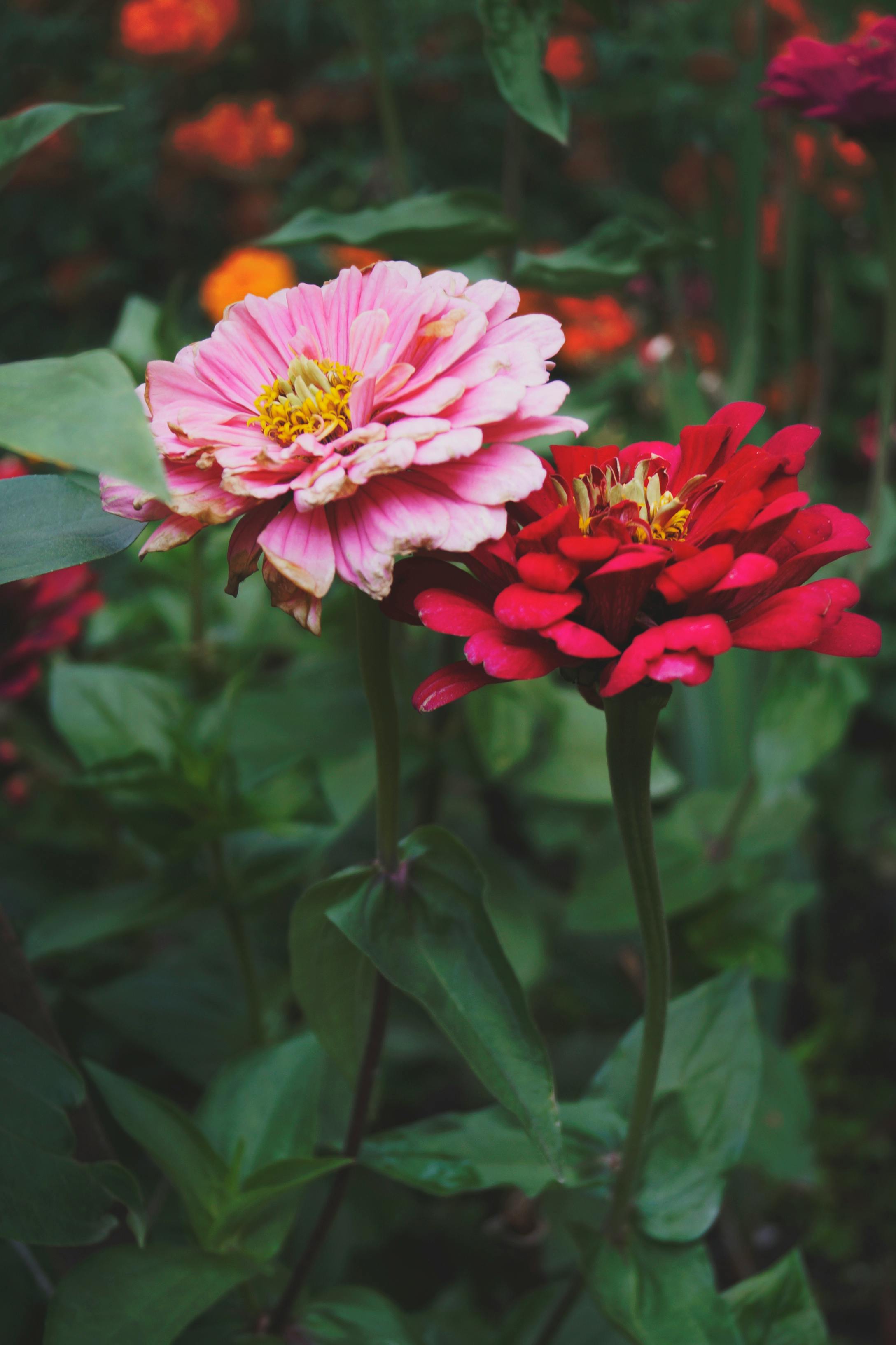 Close-Up Shot of Pink and Red Flowers · Free Stock Photo