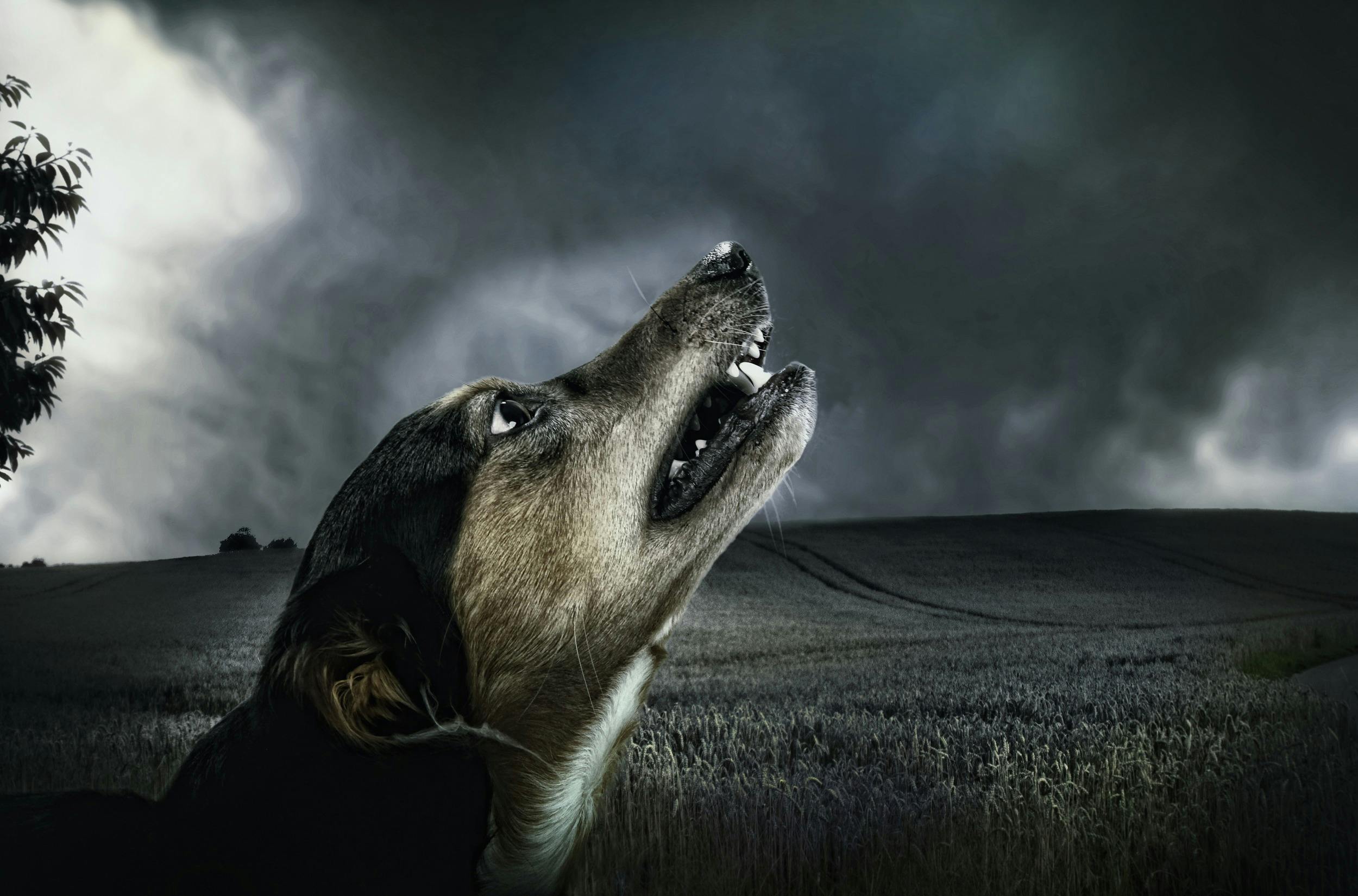 Amazing Howl Photos · Pexels · Free Stock Photos