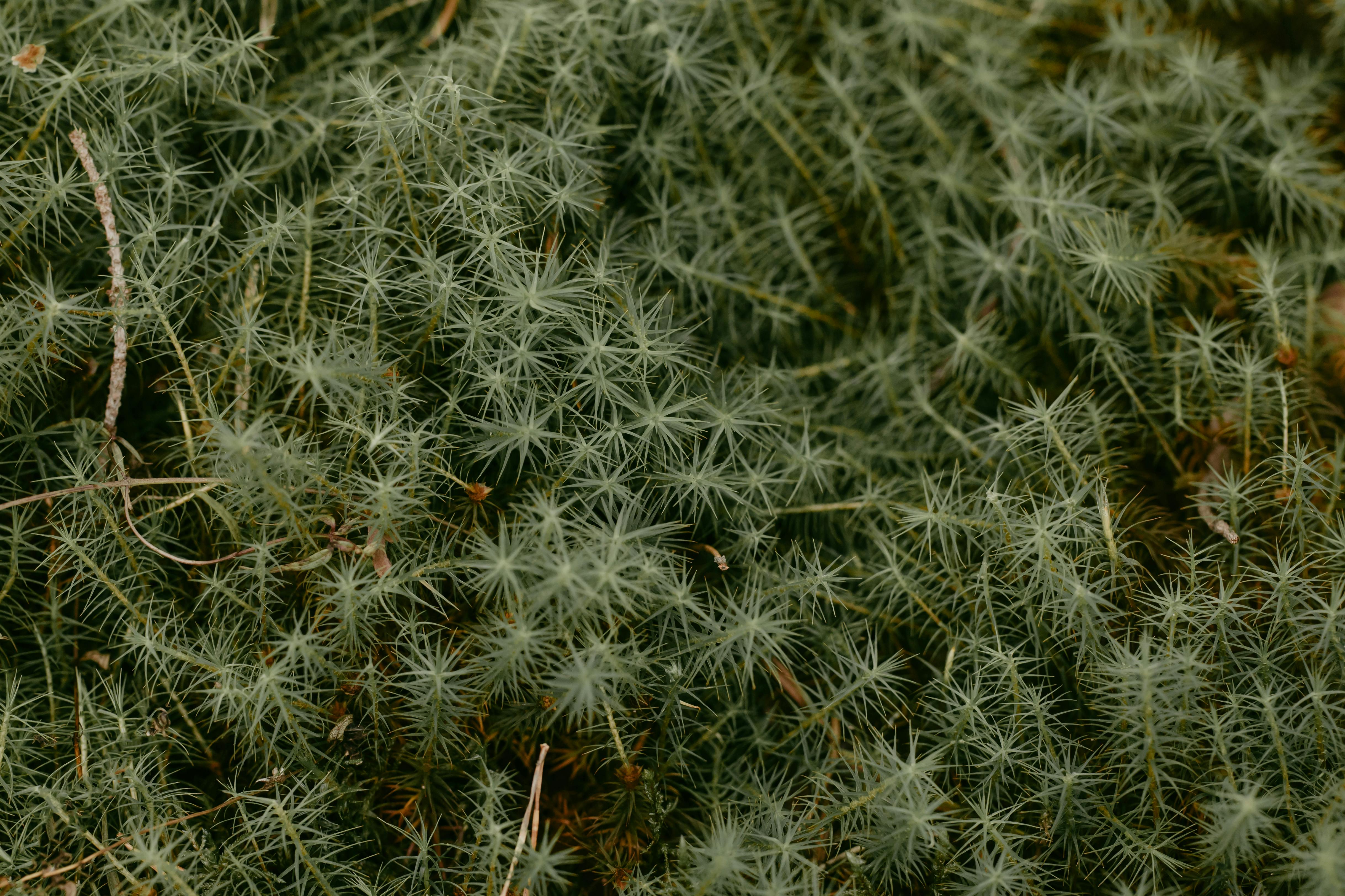 Needles on a Shrub · Free Stock Photo