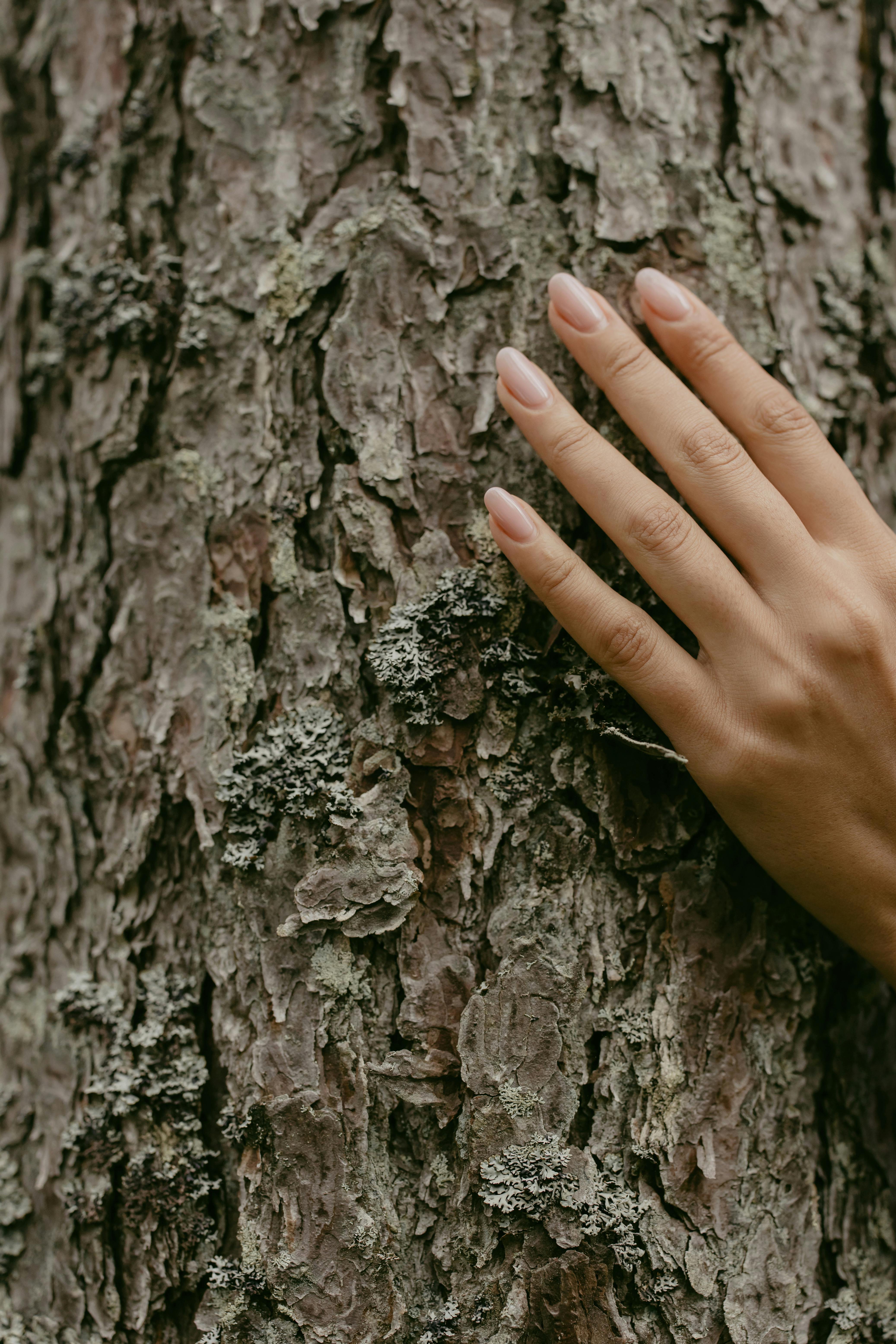 Person Touching a Tree · Free Stock Photo