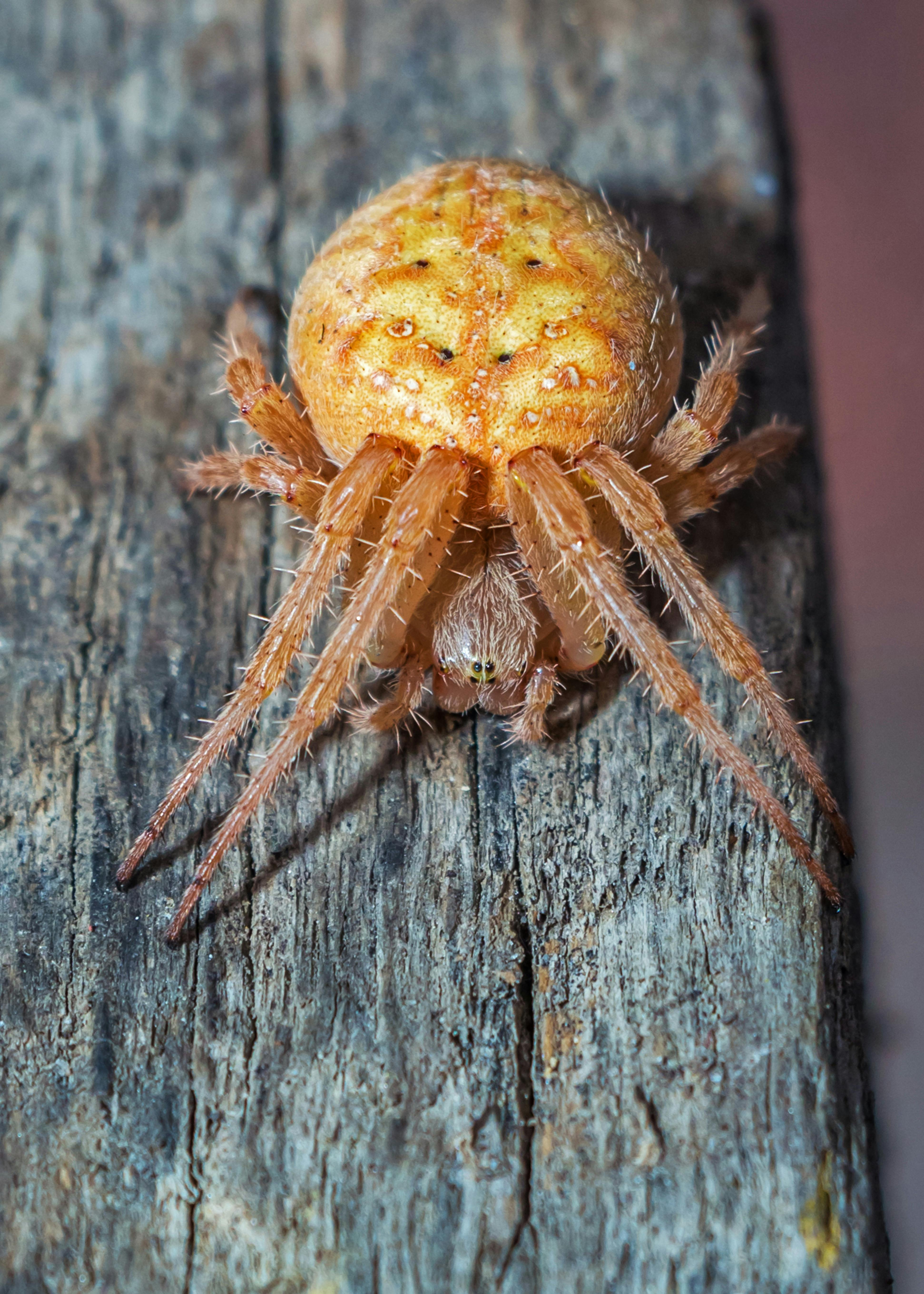 Orange and Brown Spider · Free Stock Photo