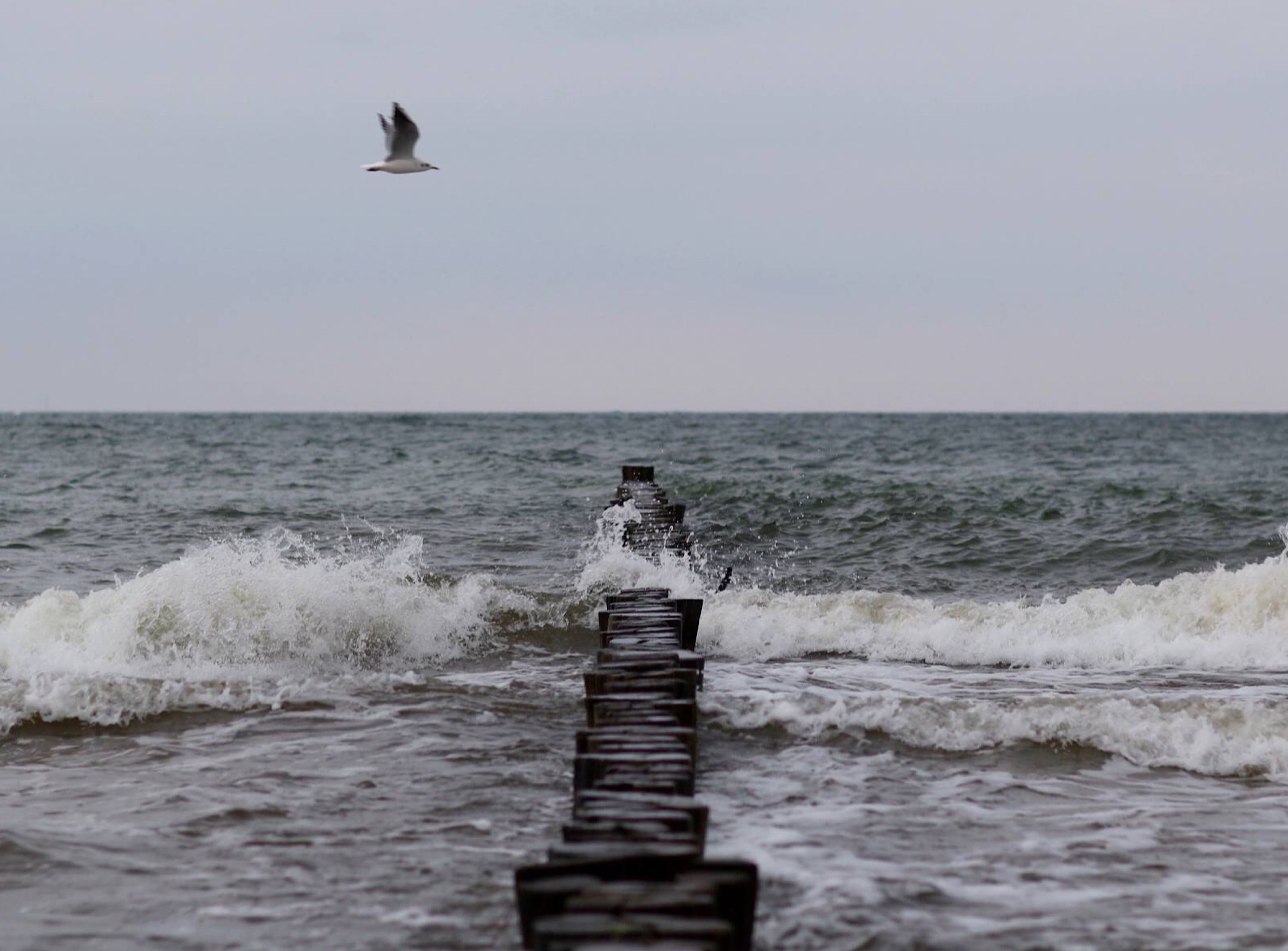 White Bird Flying Above Body of Water · Free Stock Photo