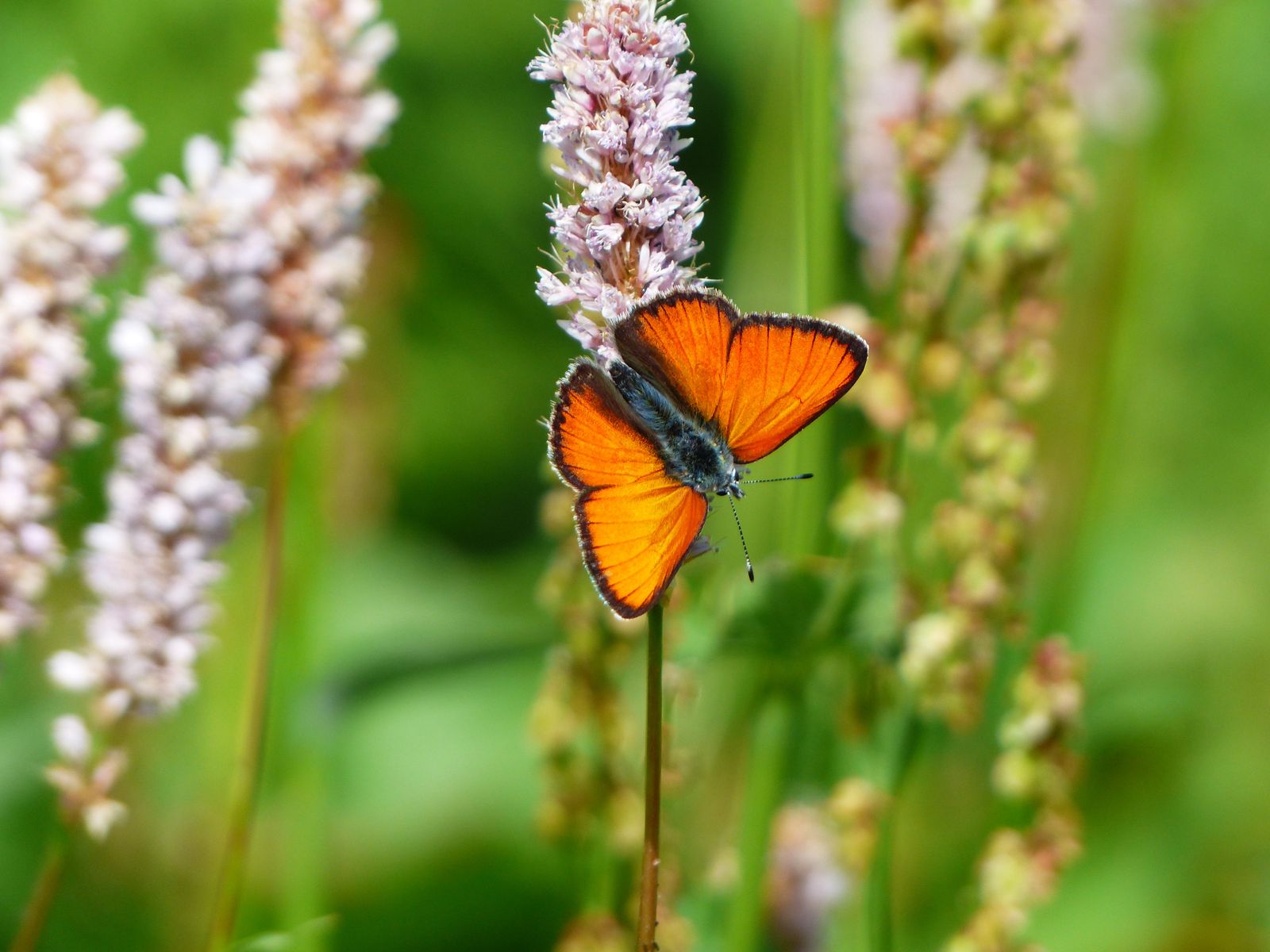 Butterfly Designs Photos, Download The BEST Free Butterfly Designs ...