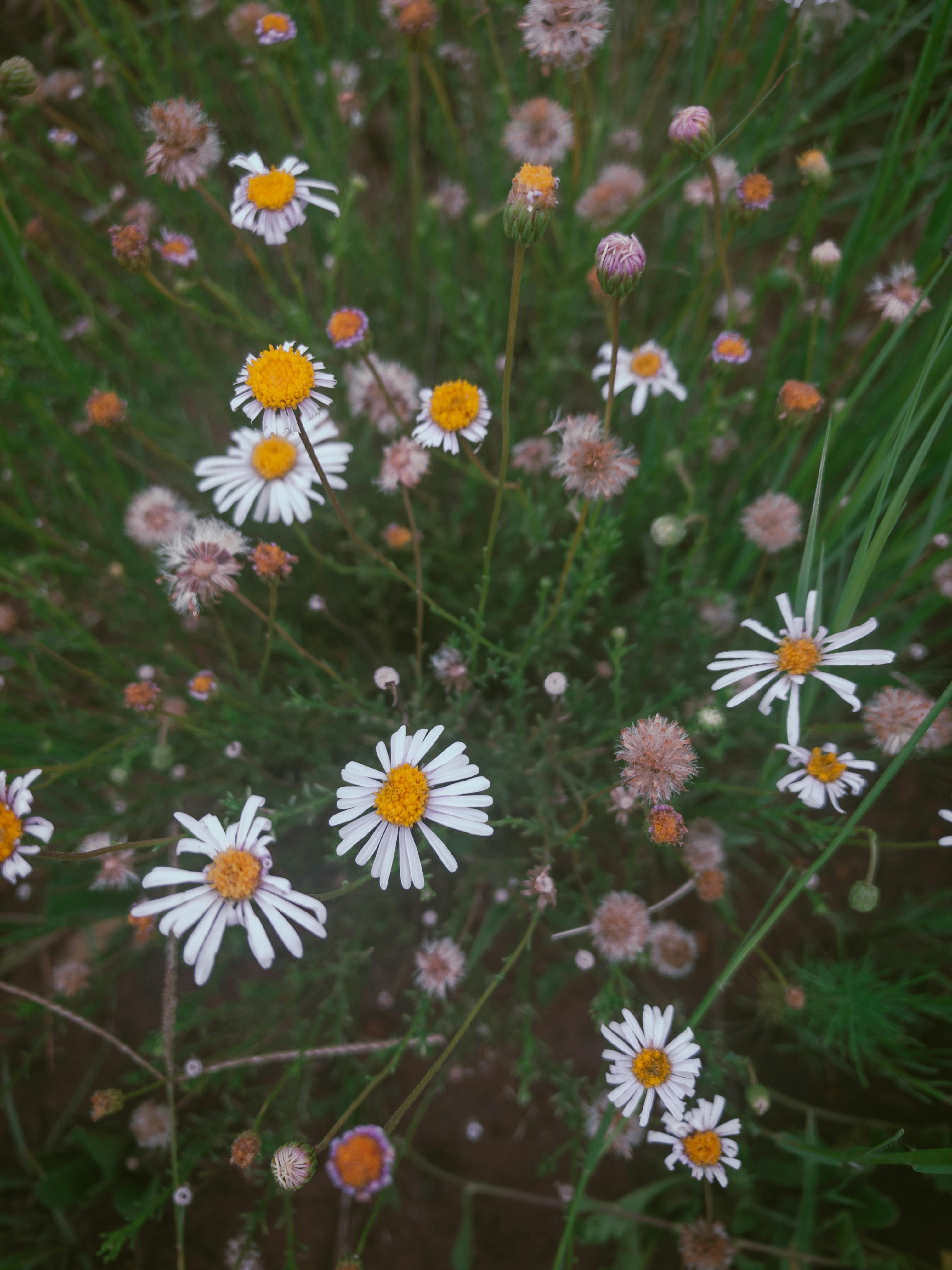 A Scarlet Star Flower in Bloom · Free Stock Photo