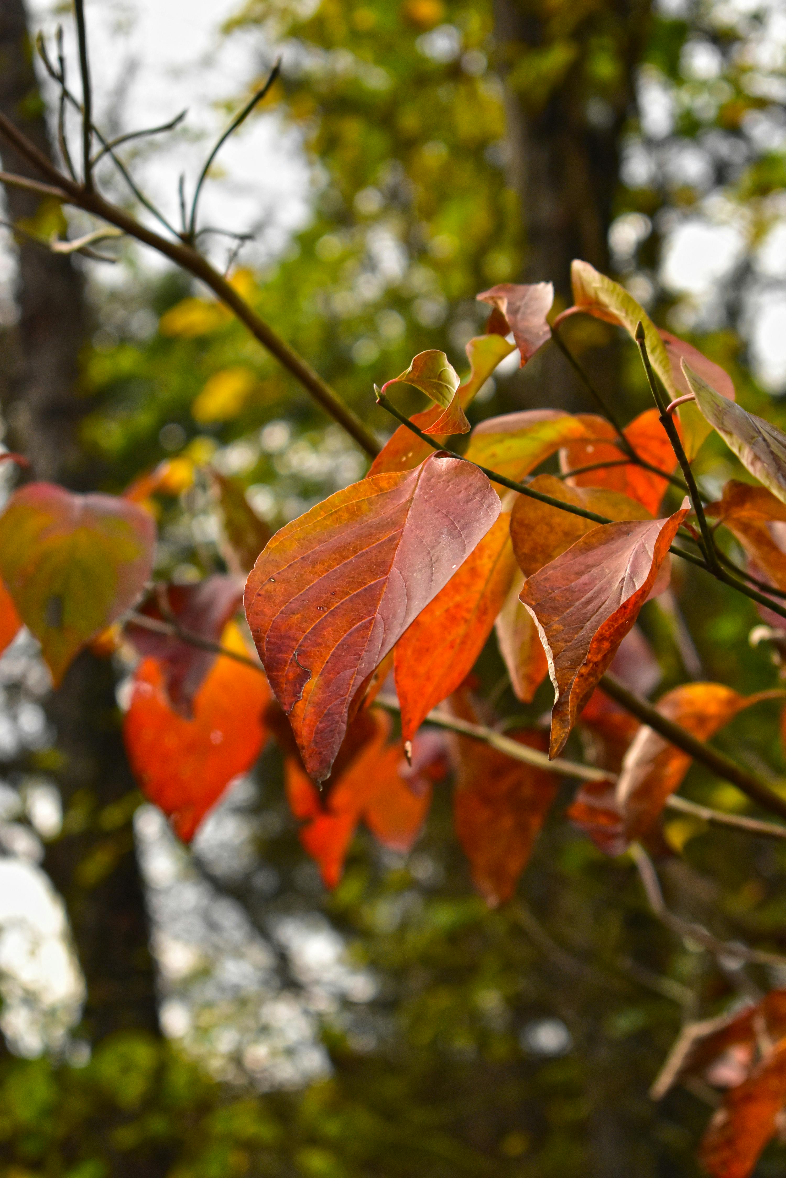 Red and Brown Leaves in Tilt Shift Lens · Free Stock Photo