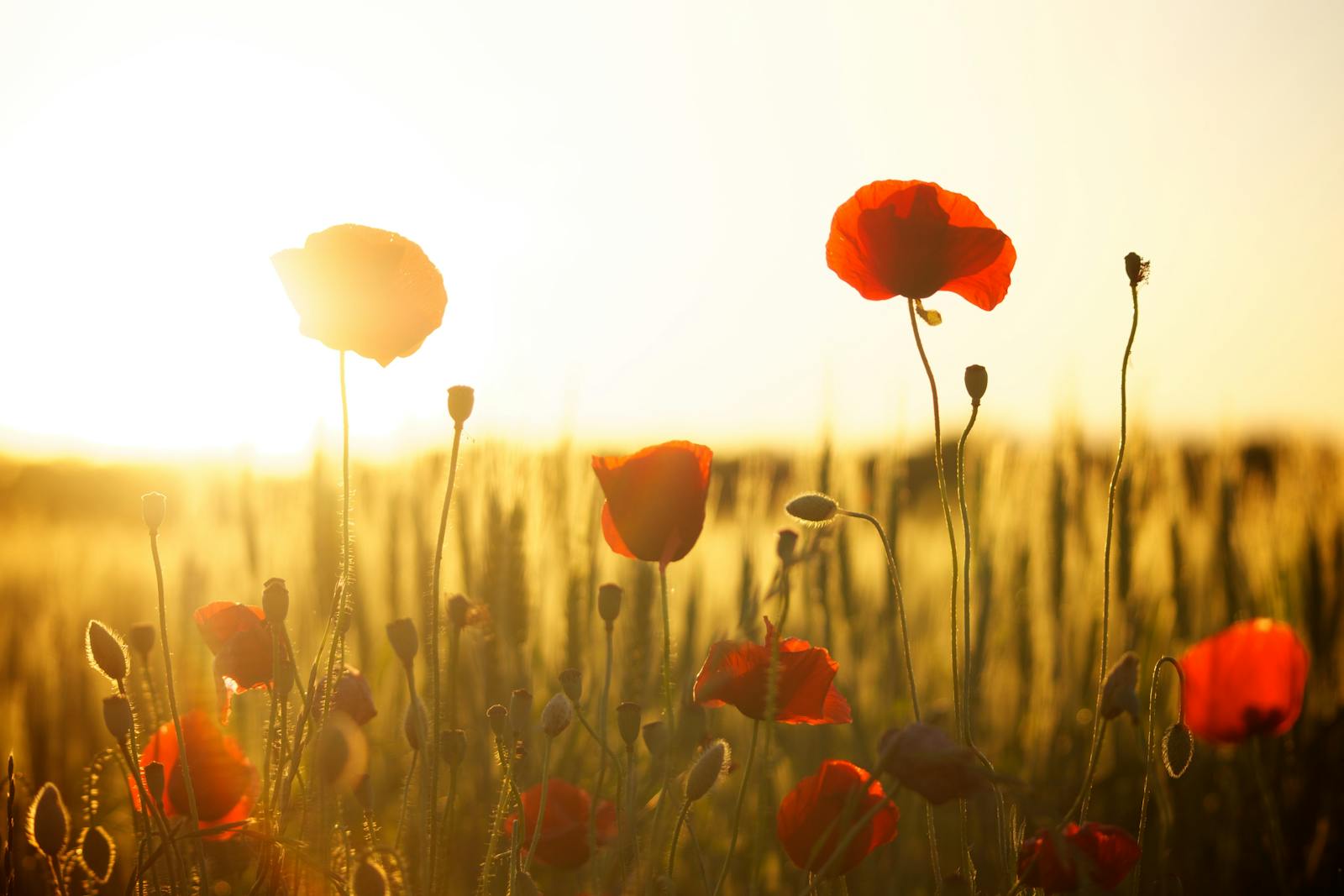 Poppy Field Photos, Download The BEST Free Poppy Field Stock Photos ...
