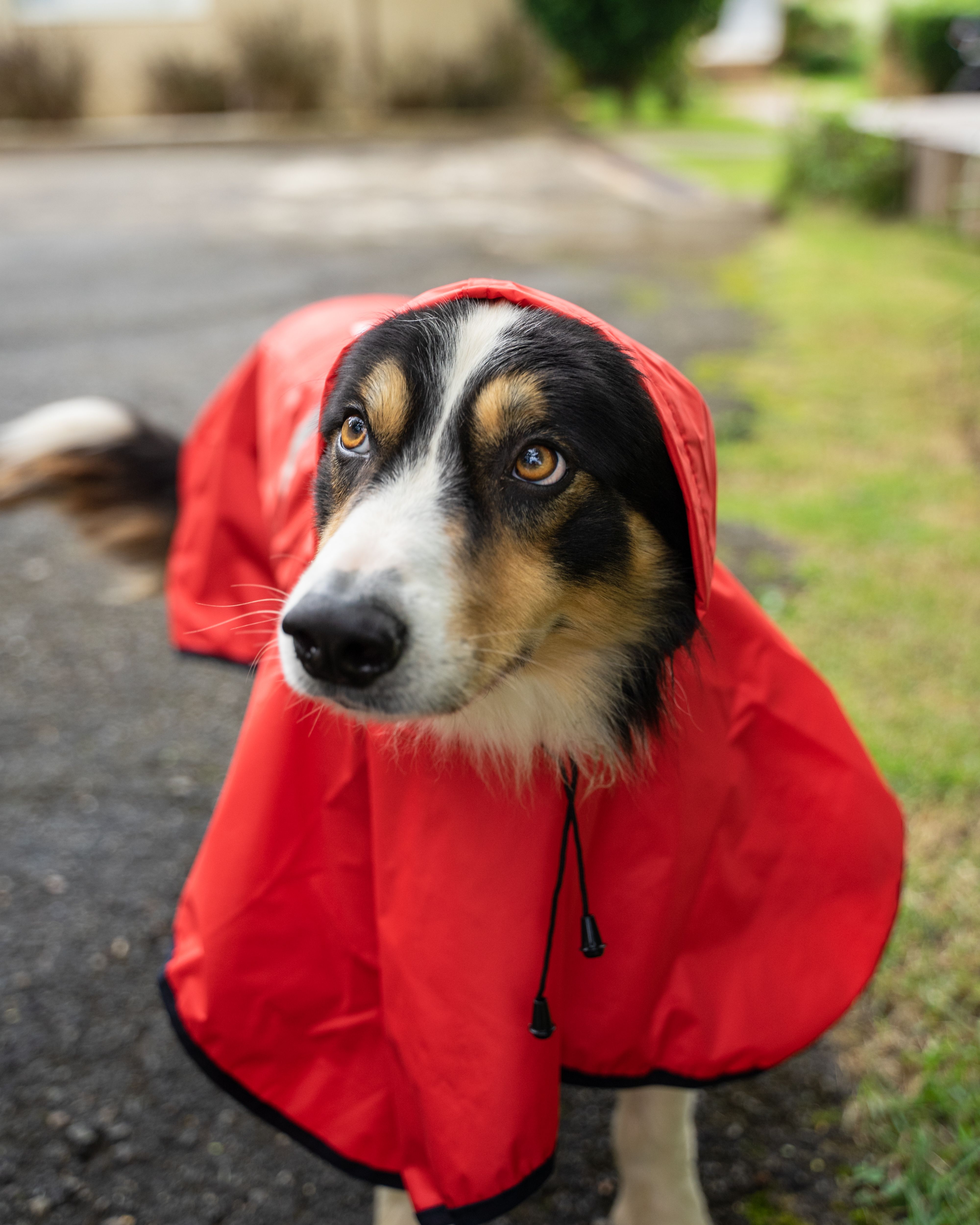 Close-Up Photo of a Border Collie with a Red Jacket · Free Stock Photo