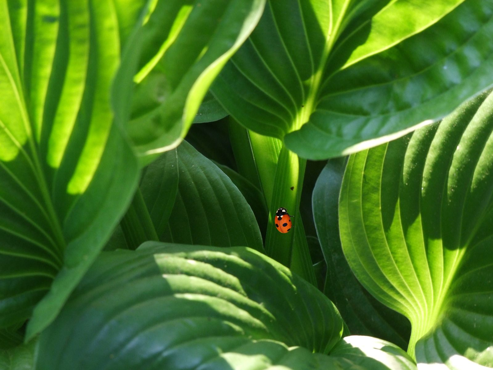 Ladybug Photos, Download The BEST Free Ladybug Stock Photos & HD Images