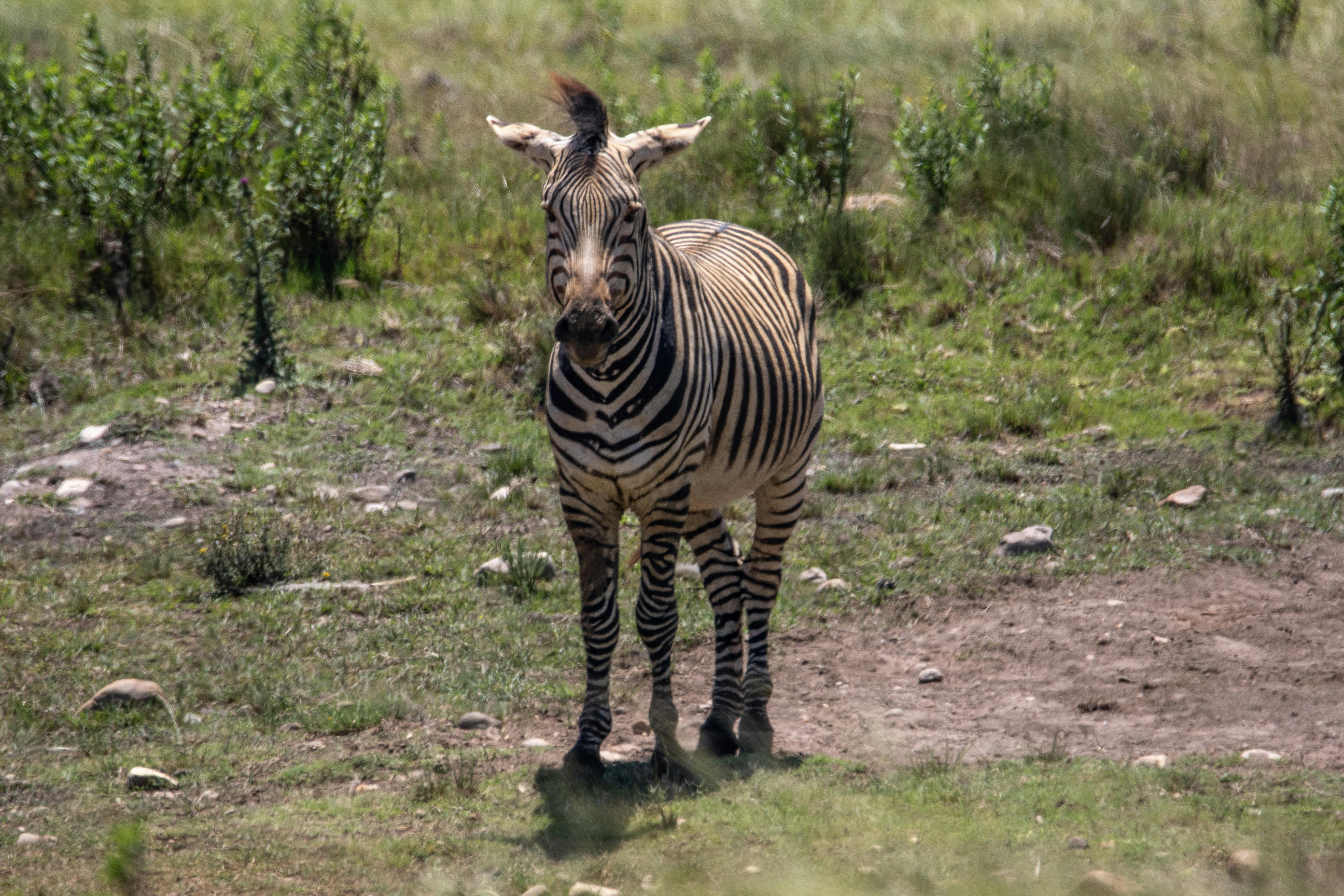 A Zebra in the Wild · Free Stock Photo