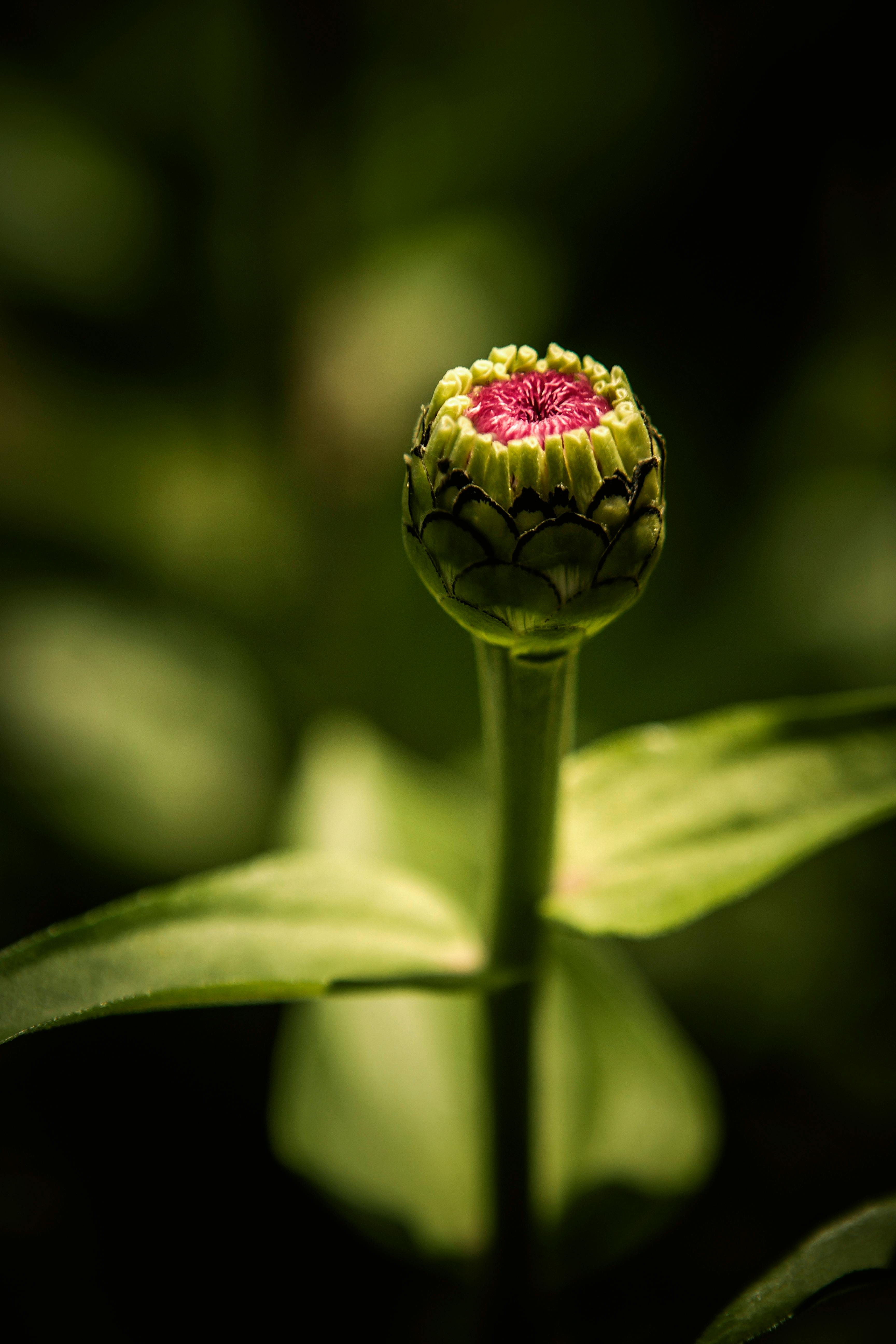 Purple Flower Bud in Close-up Photography · Free Stock Photo