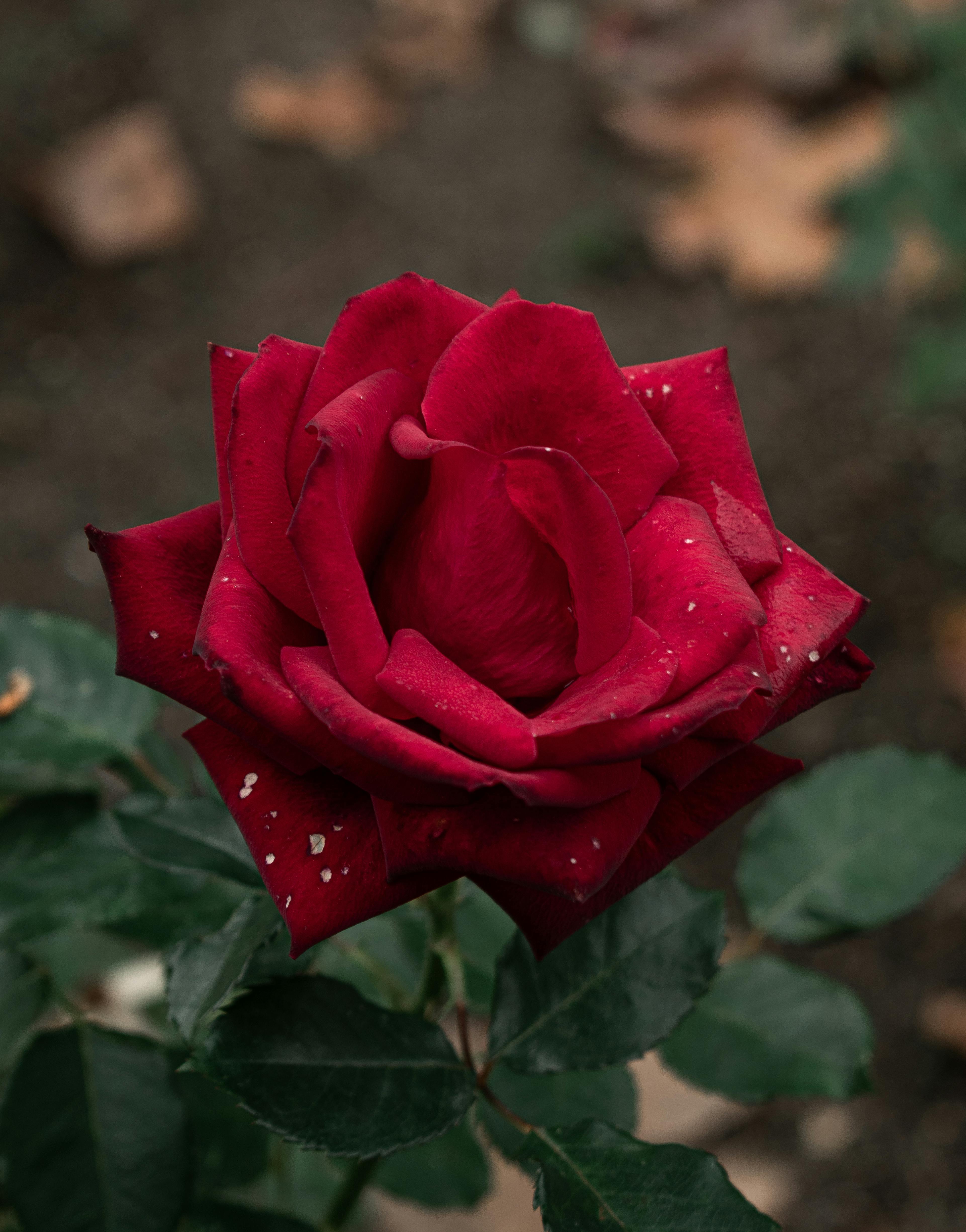 Red Rose in Bloom · Free Stock Photo