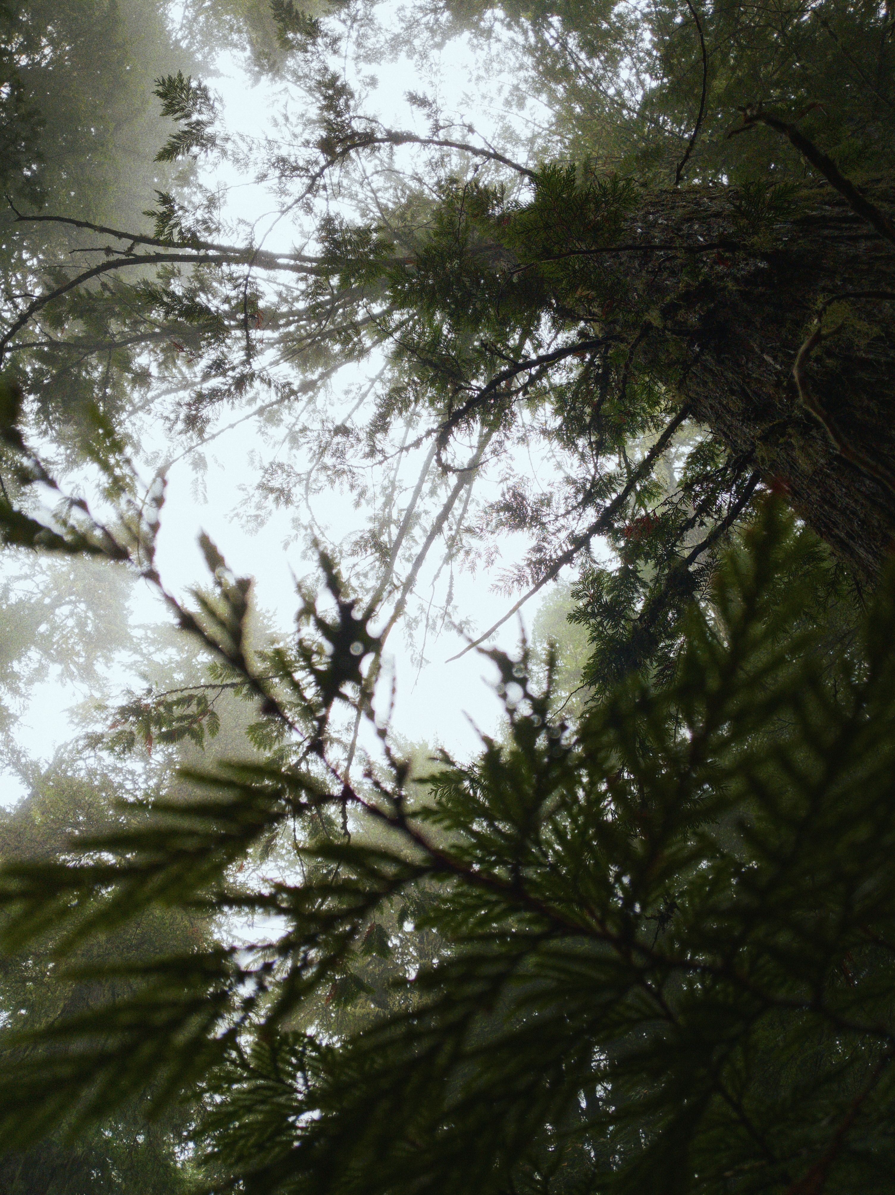 Low-Angle Shot of a Forest with Different Kinds of Plants · Free Stock ...