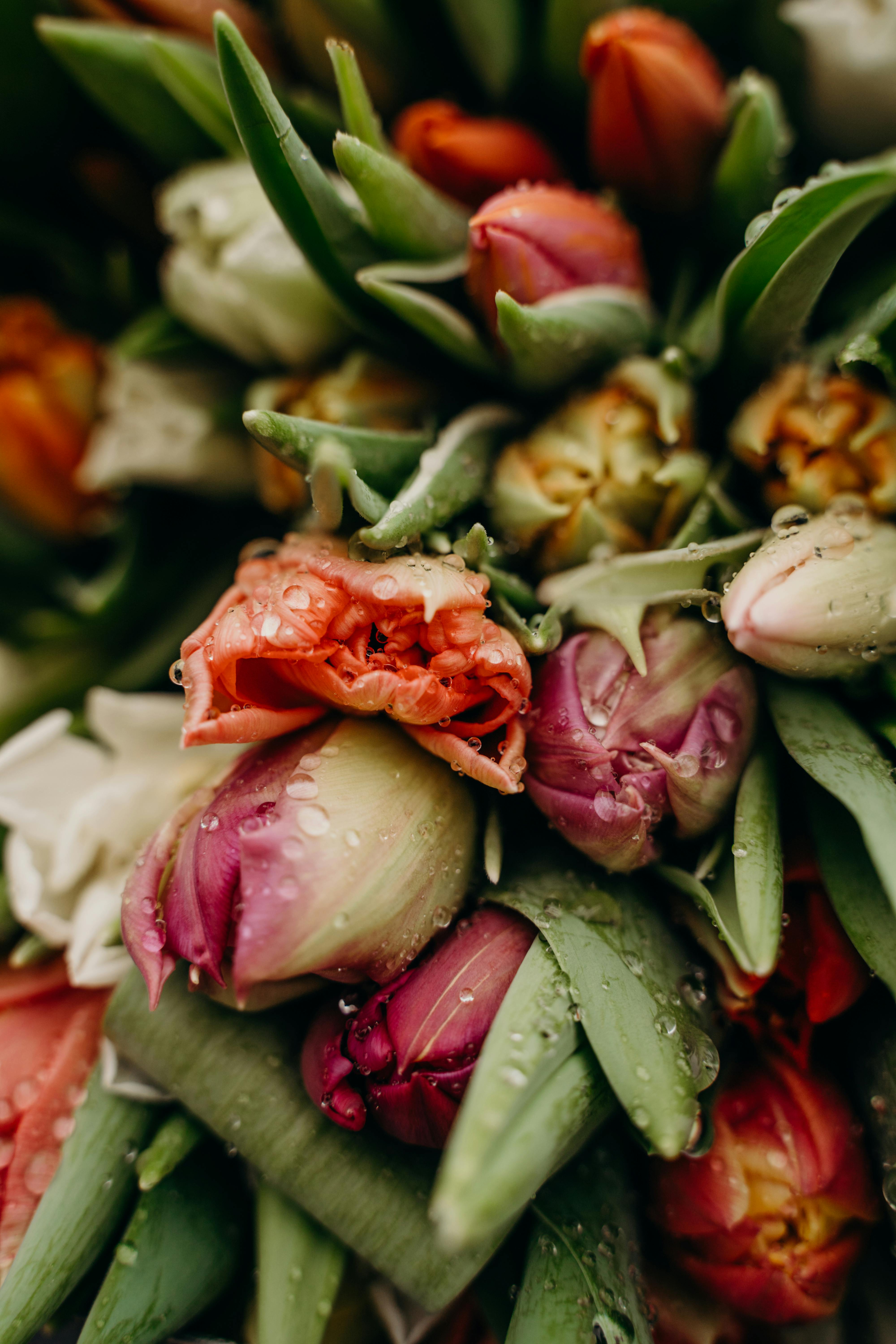 Pink Rose In Bloom · Free Stock Photo