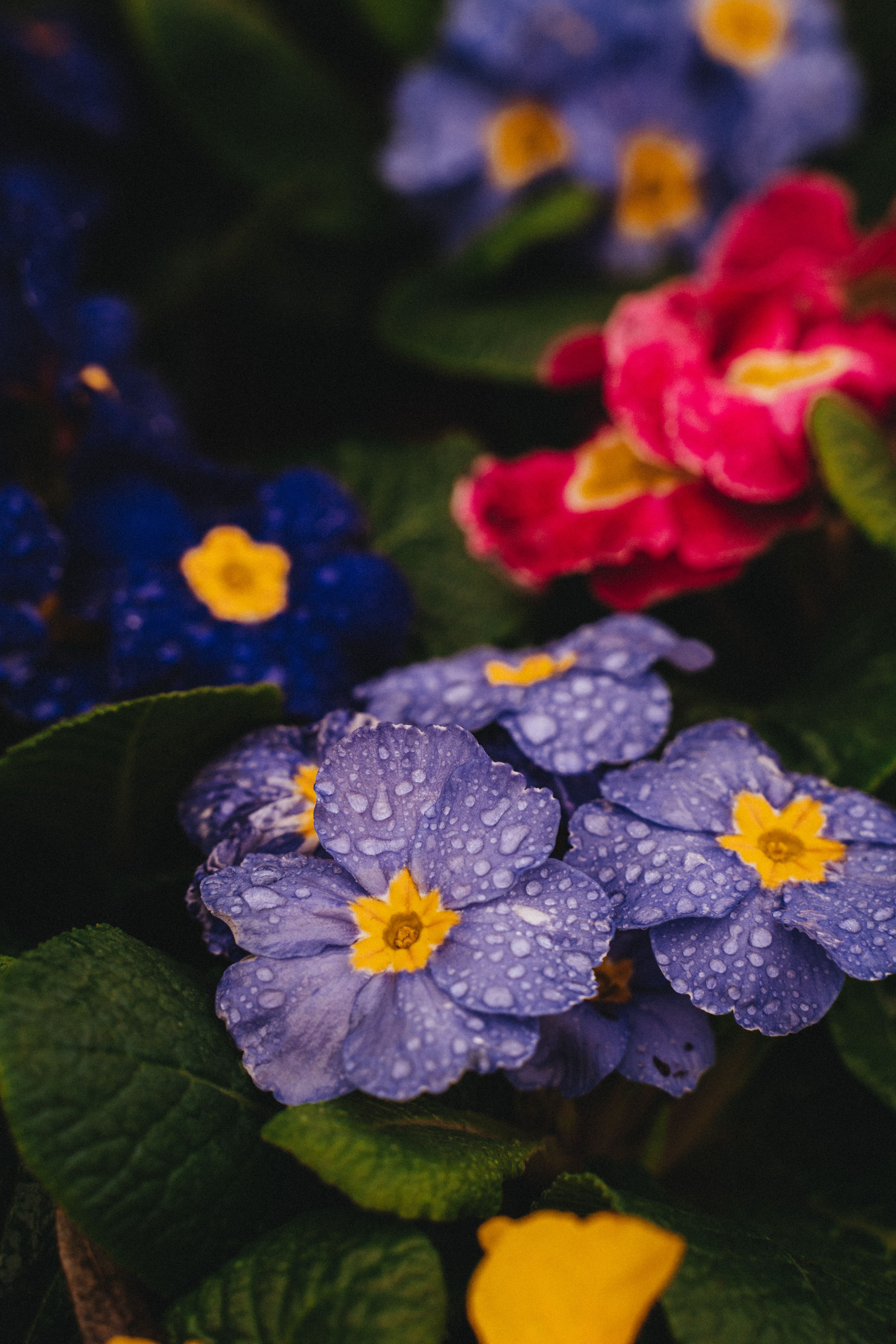 A Close-Up Shot of Wet Flowers · Free Stock Photo