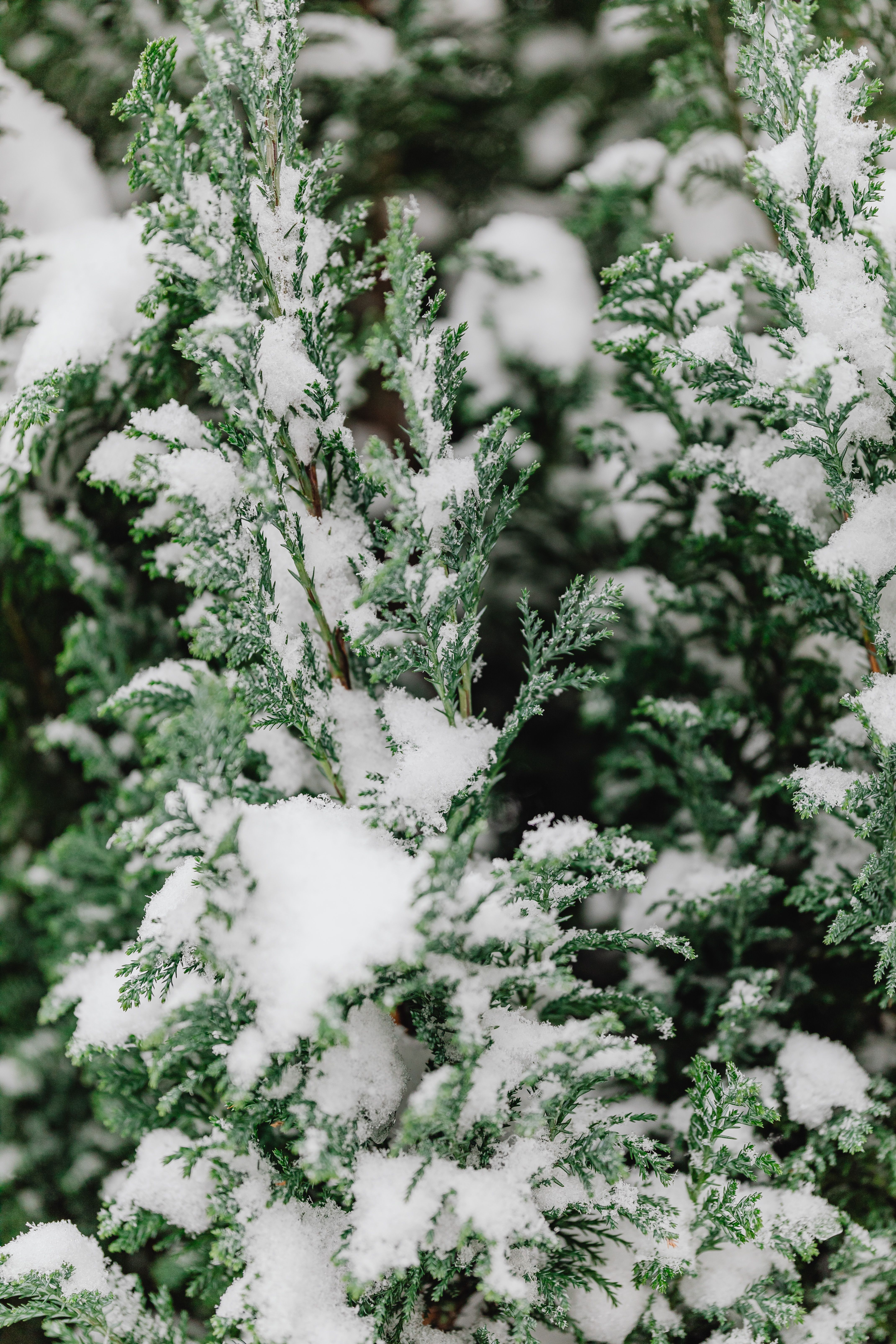 Christmas Tree Texture Photos, Download The BEST Free Christmas Tree ...