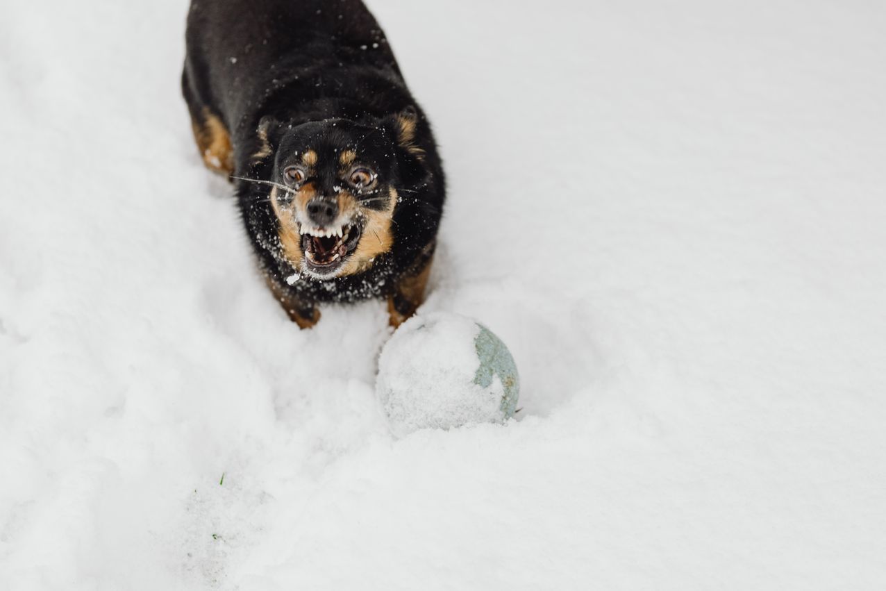 Do Service Dogs Bark and What It Means for Their Owners