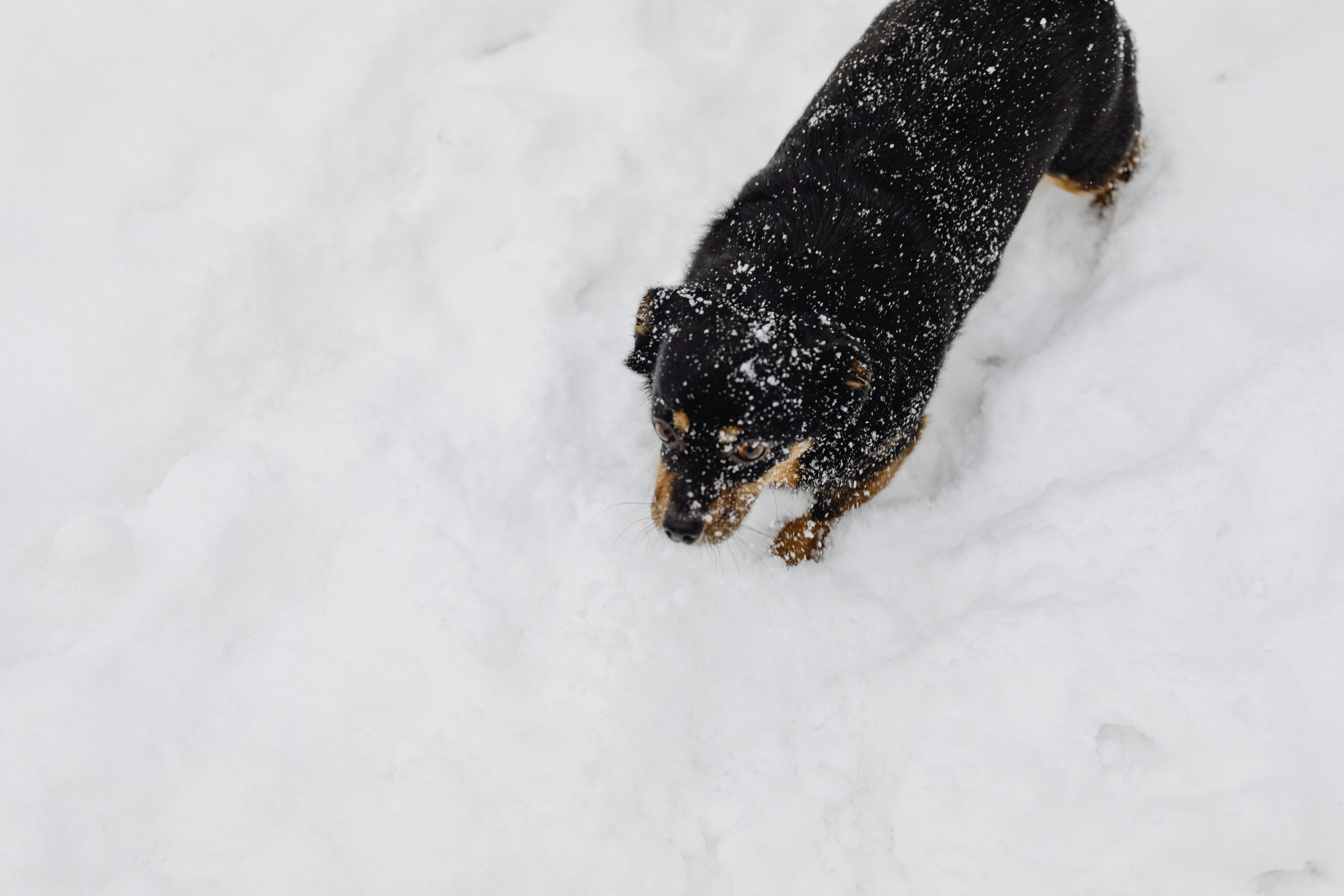 Black Dog in the Snow · Free Stock Photo