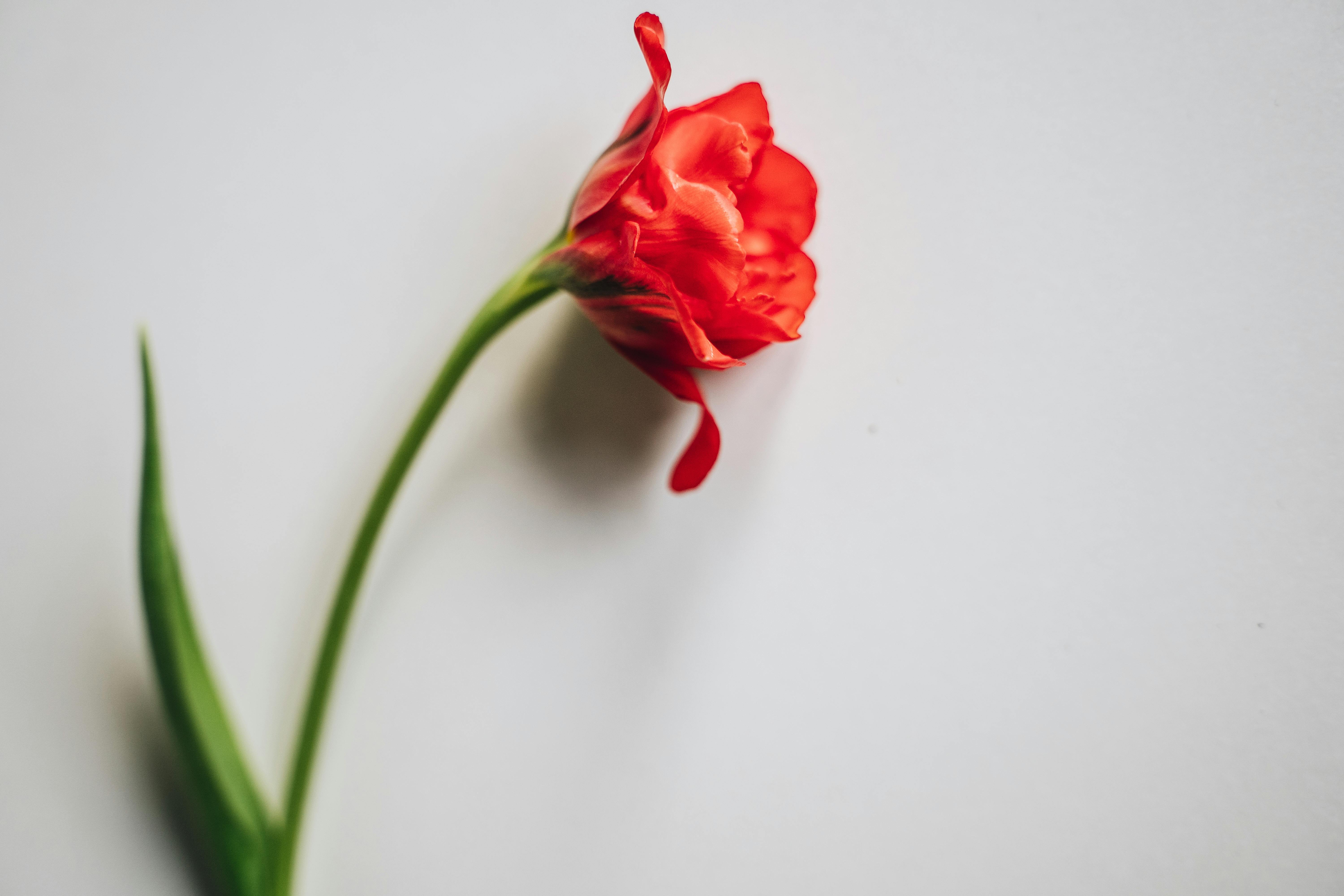 Red Flower in Close Up Photography · Free Stock Photo