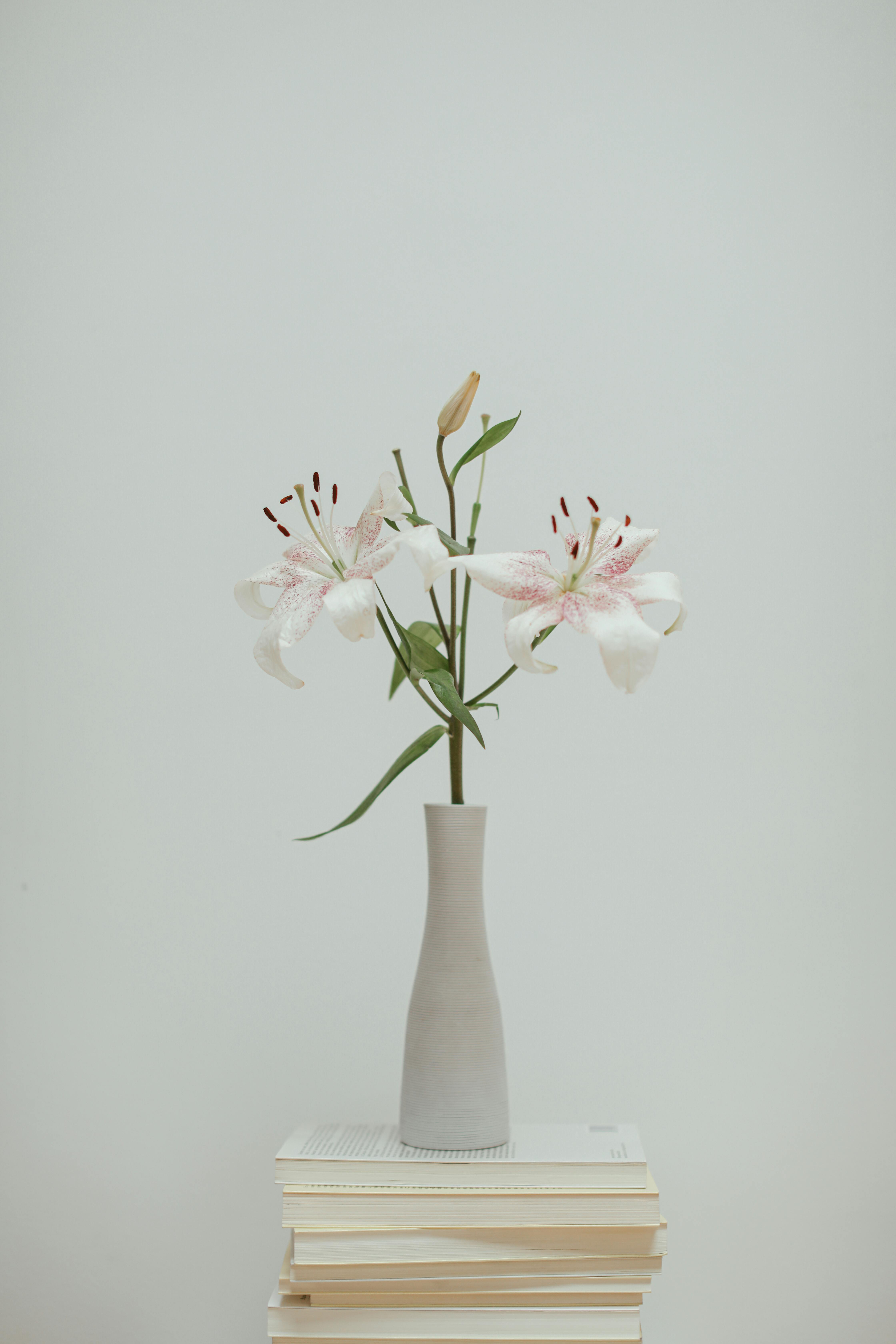 Pink and White Flowers in White Ceramic Vase · Free Stock Photo