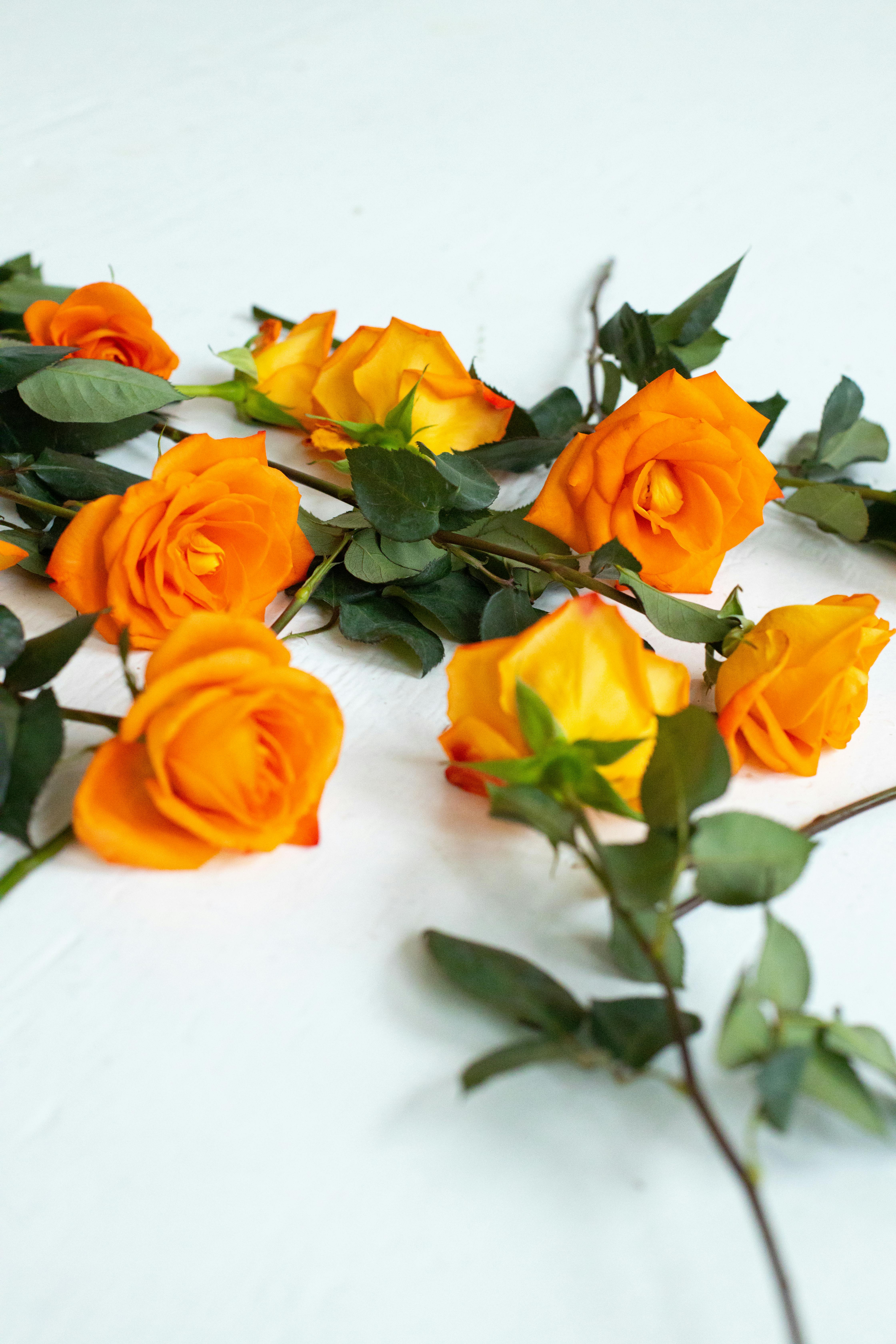 Orange Roses Photos, Download The BEST Free Orange Roses Stock Photos ...
