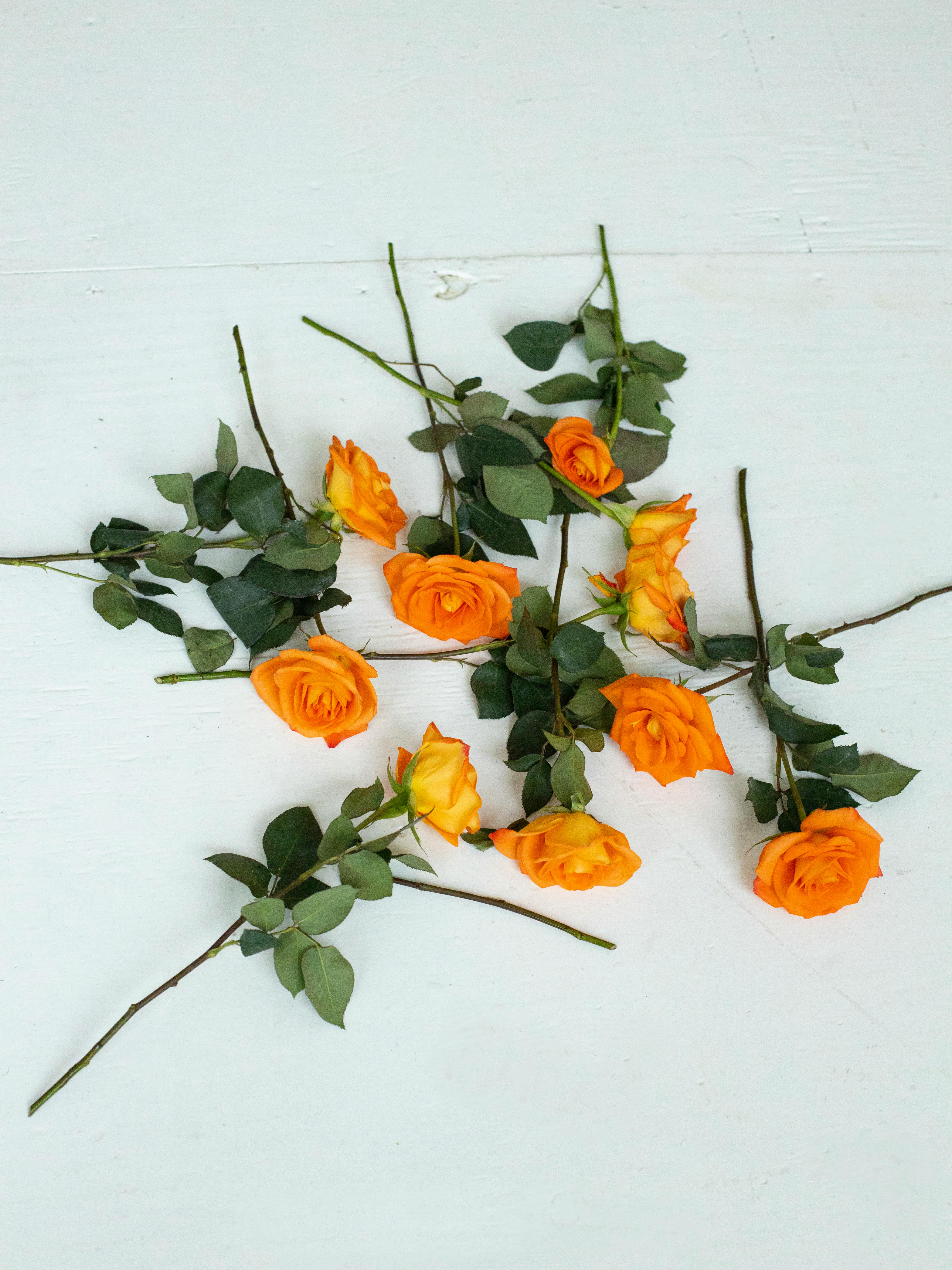 Orange Roses Scattered on White Background · Free Stock Photo