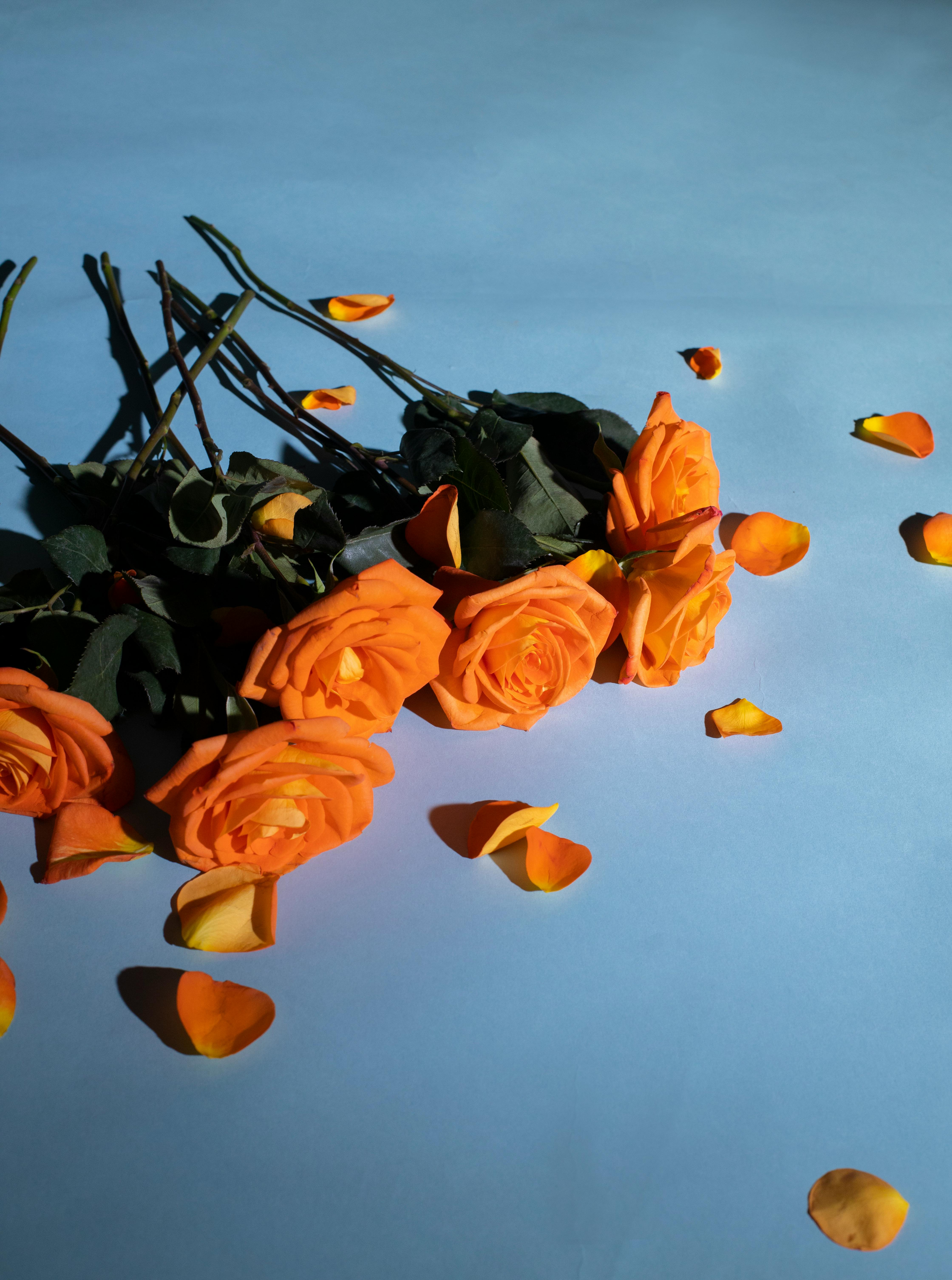 Scattered Orange Roses on White Background · Free Stock Photo
