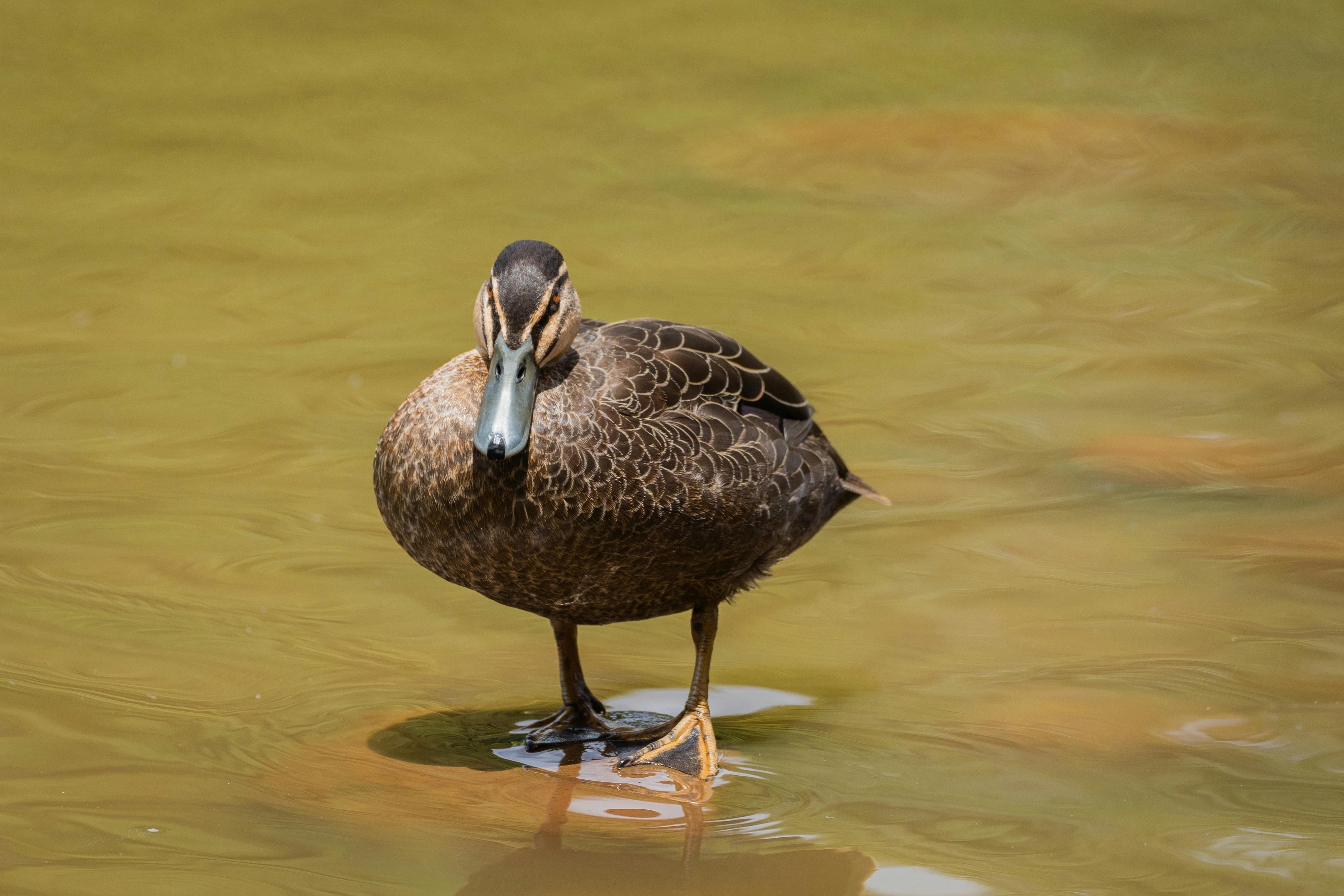 Black Duck · Free Stock Photo
