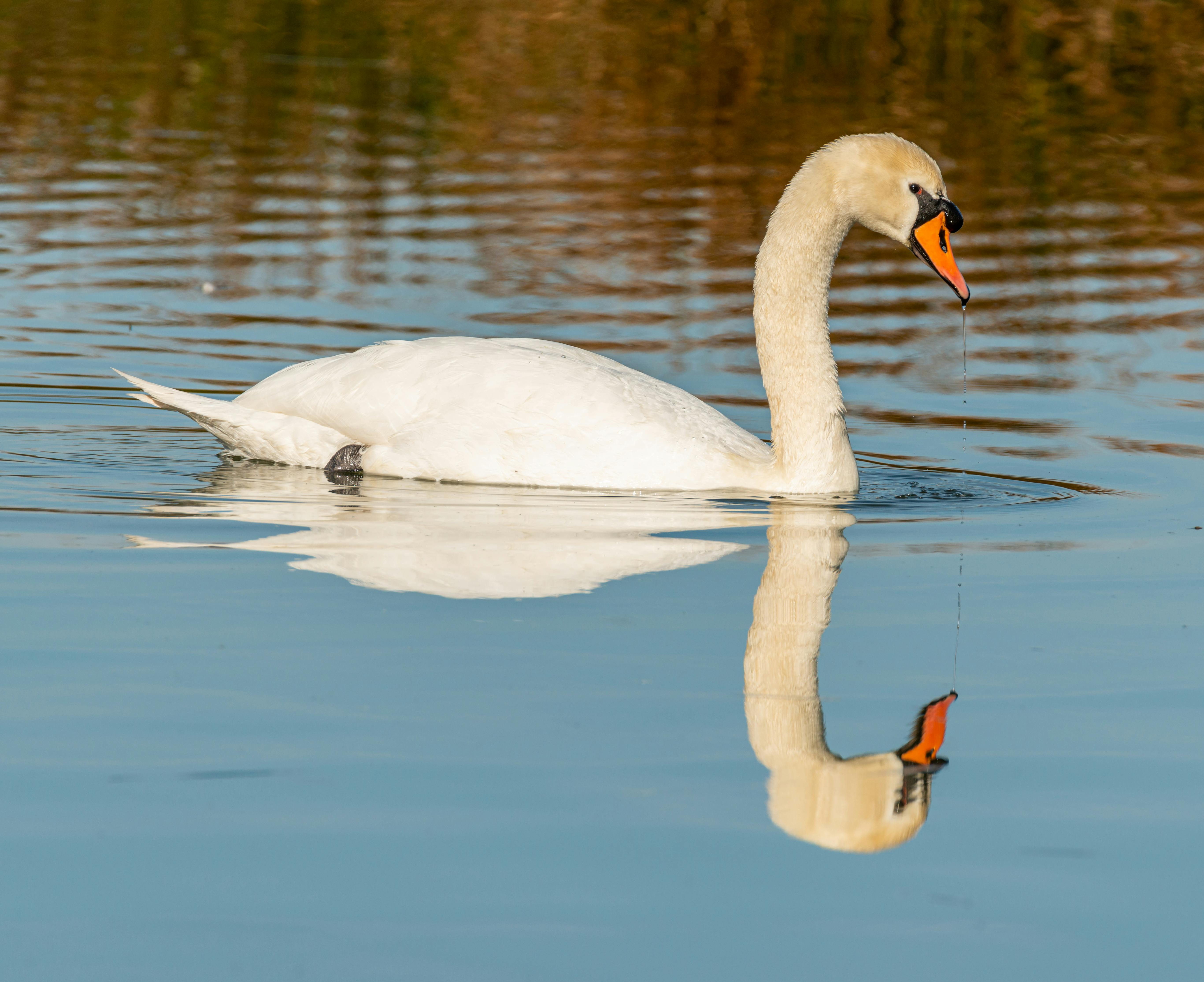 White Swan on Water · Free Stock Photo