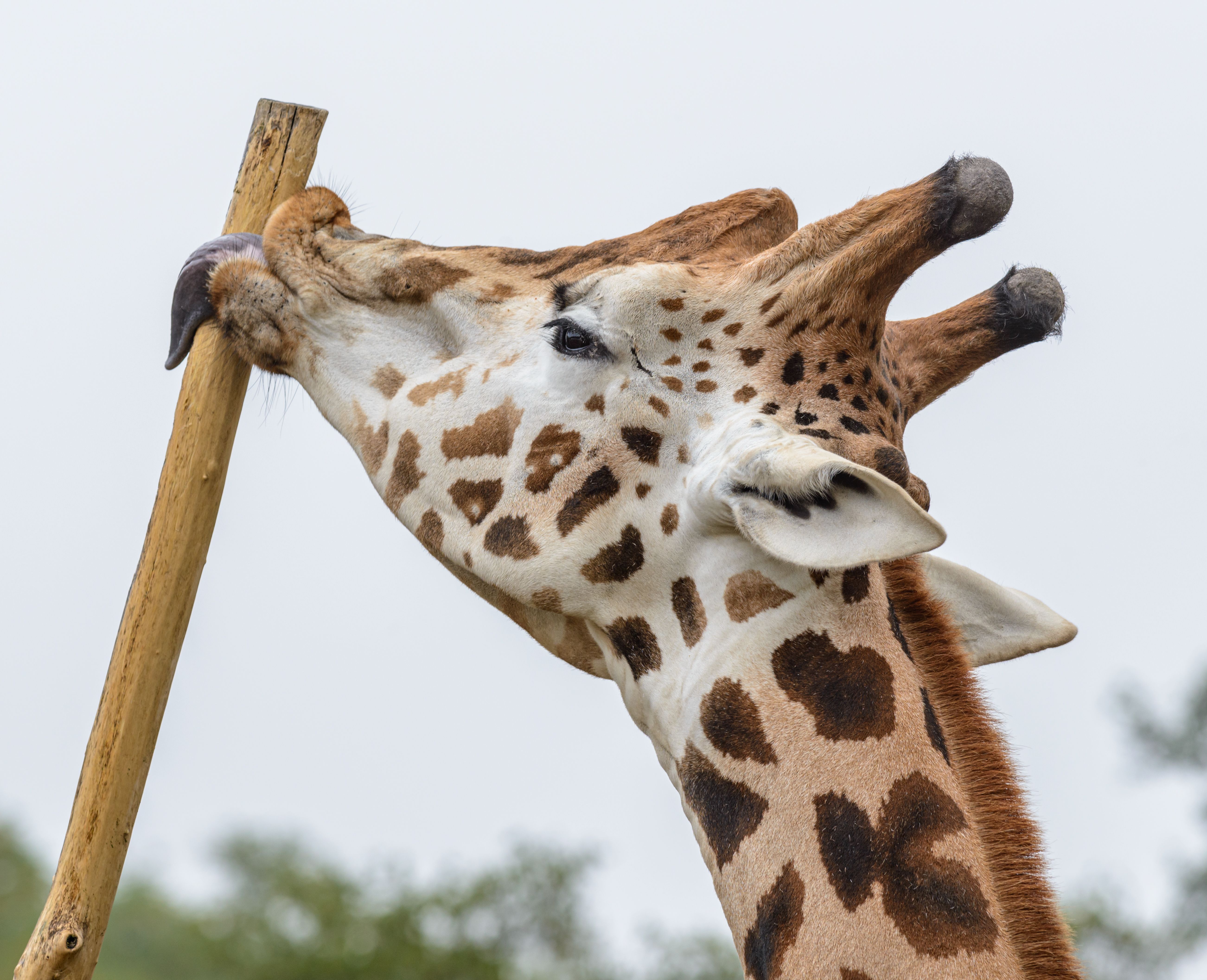 Close up of a Giraffe · Free Stock Photo