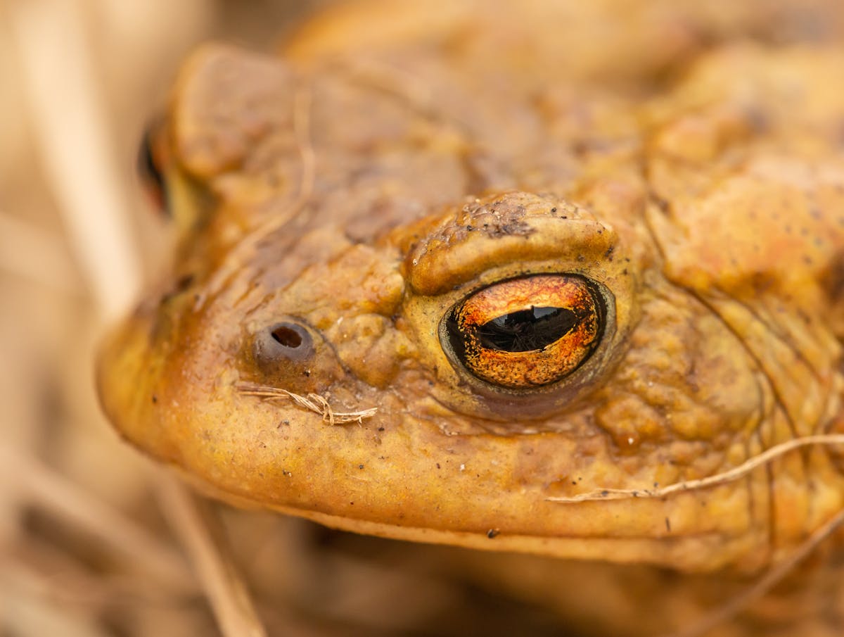 Eastern American Toad Diet: What They Eat and Why It Matters
