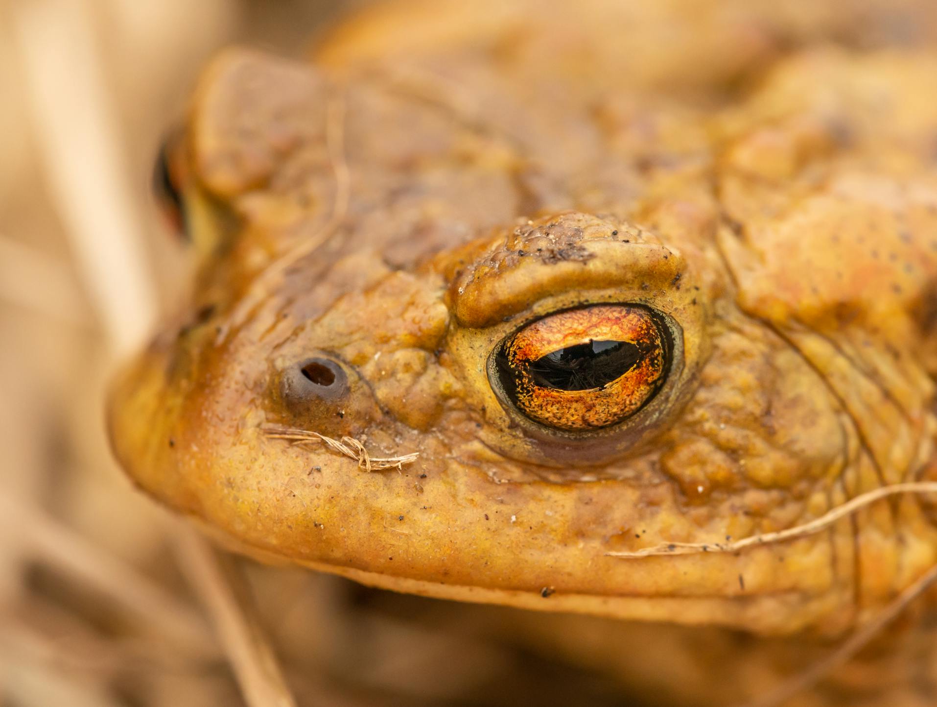 A Comprehensive Guide to American Spadefoot Toads