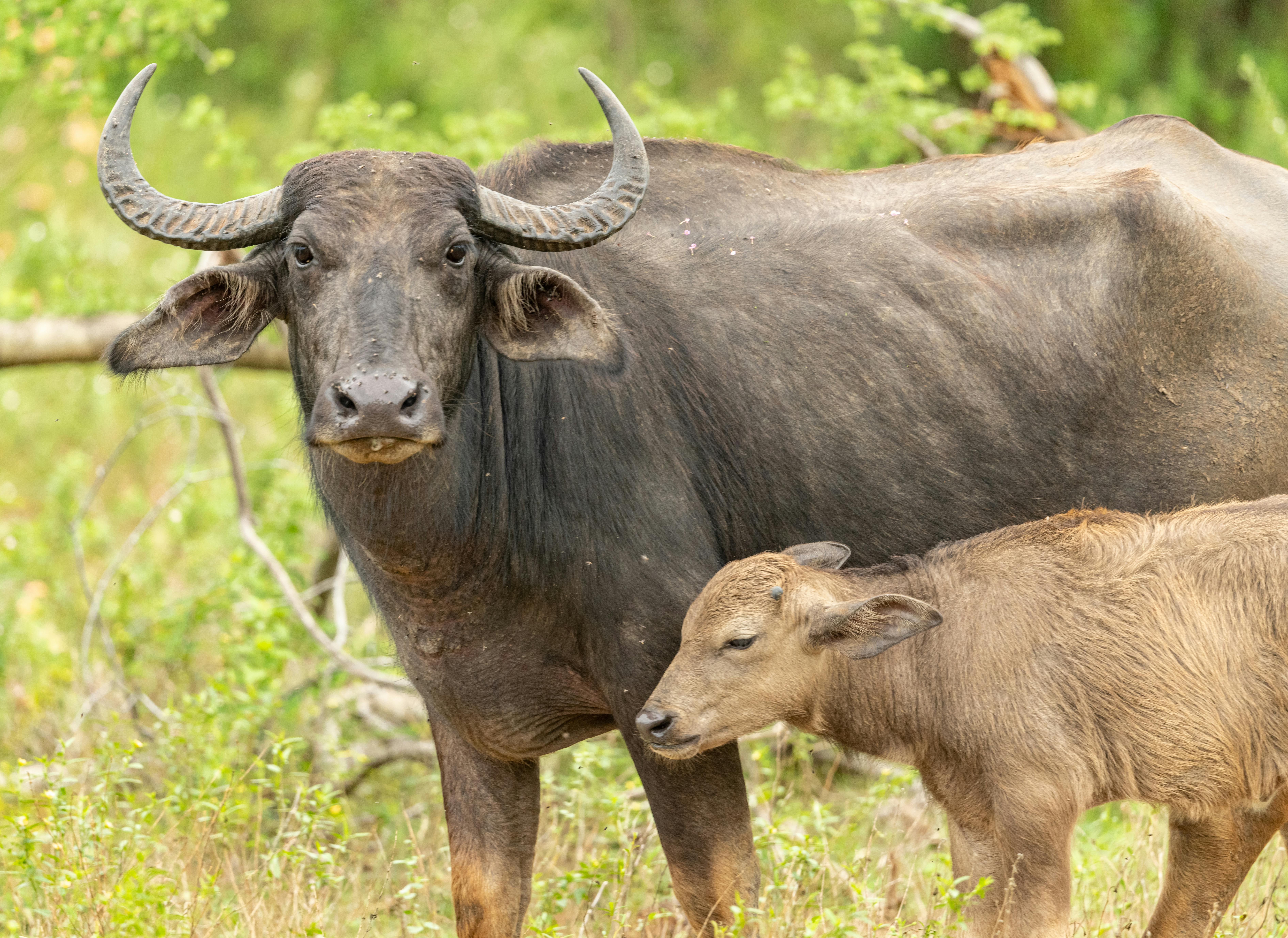 Cow and Lamb at Pasture · Free Stock Photo