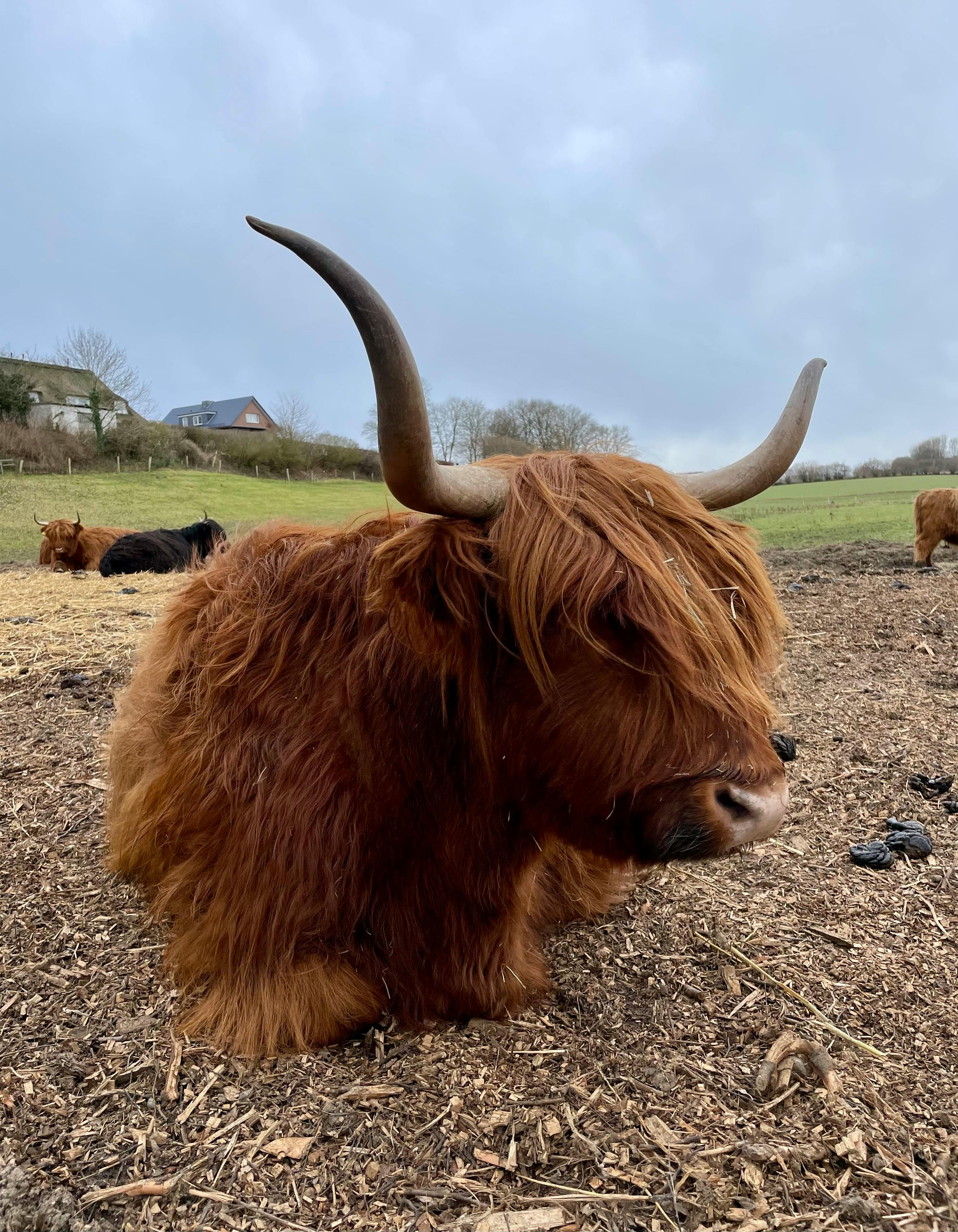 Close-up Photo of Brown Cattle on Green Grass · Free Stock Photo