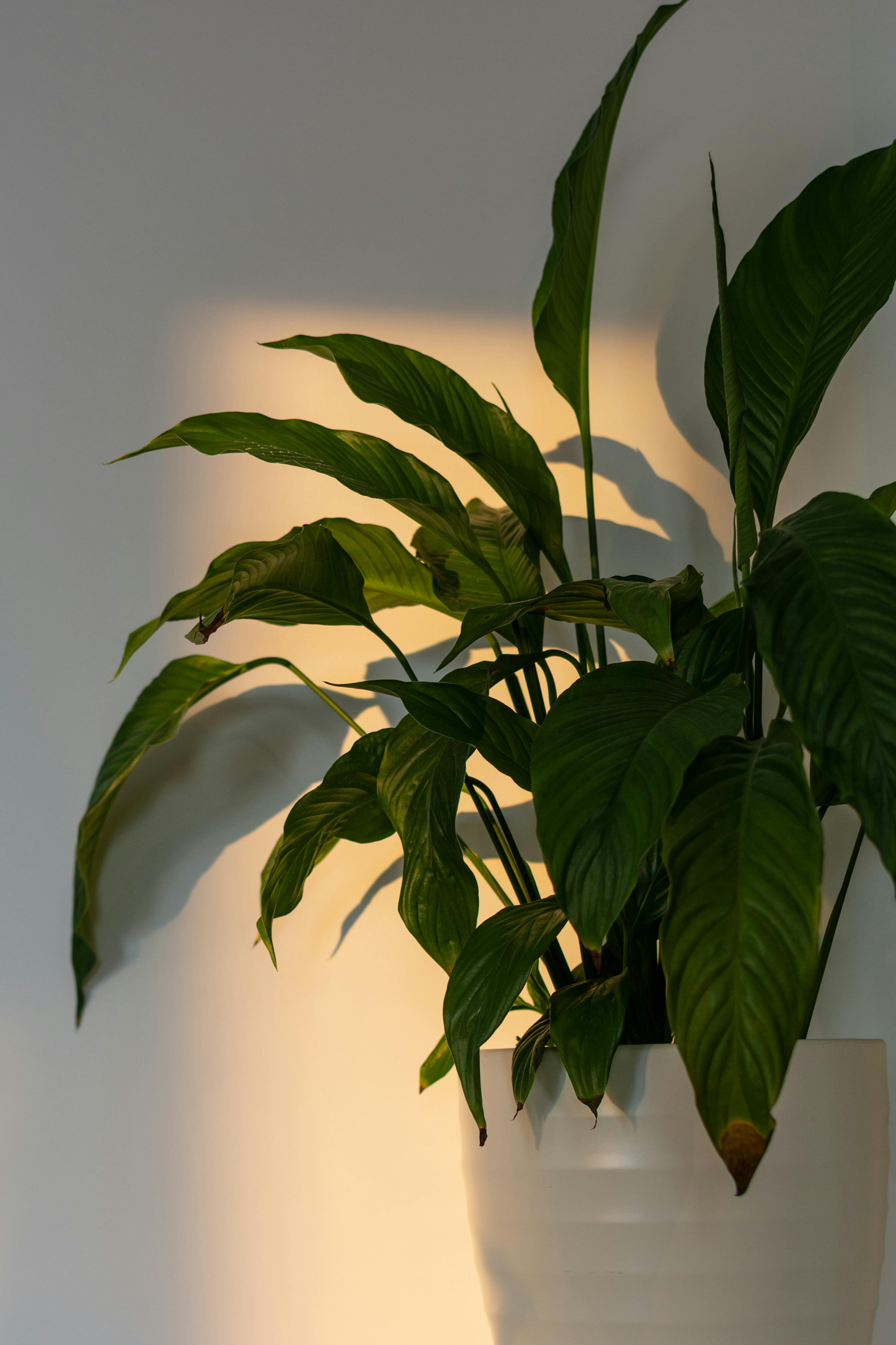 Close-up of an Indoor Plant · Free Stock Photo