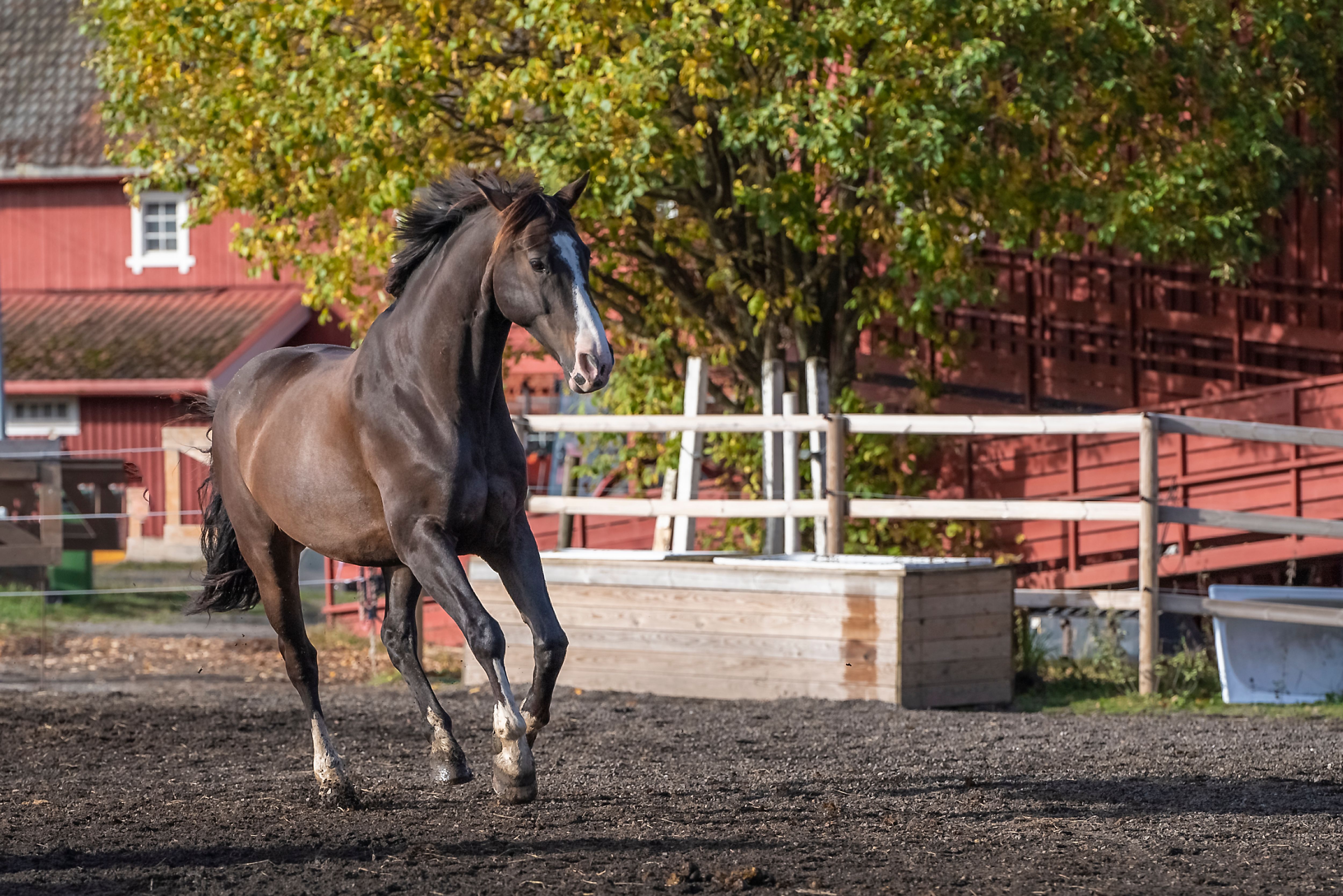 Brown Horse in Farm · Free Stock Photo