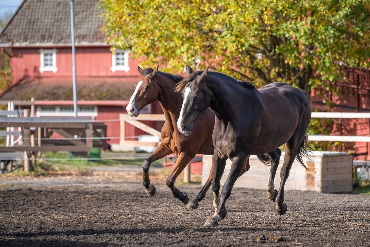 Dutch Warmbloods: Best Horses for Riding and Competition