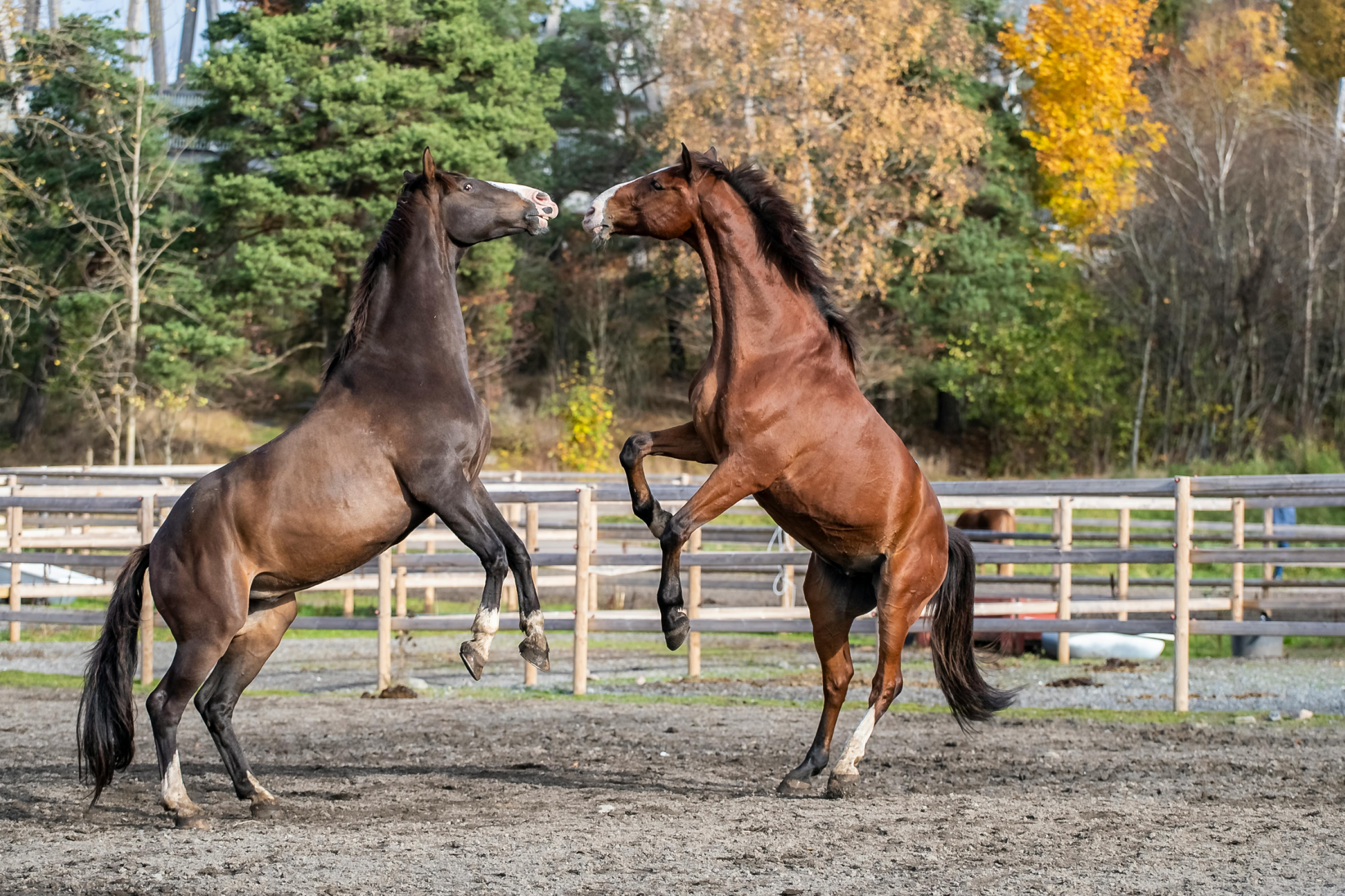 Jumping Horses on Farm · Free Stock Photo