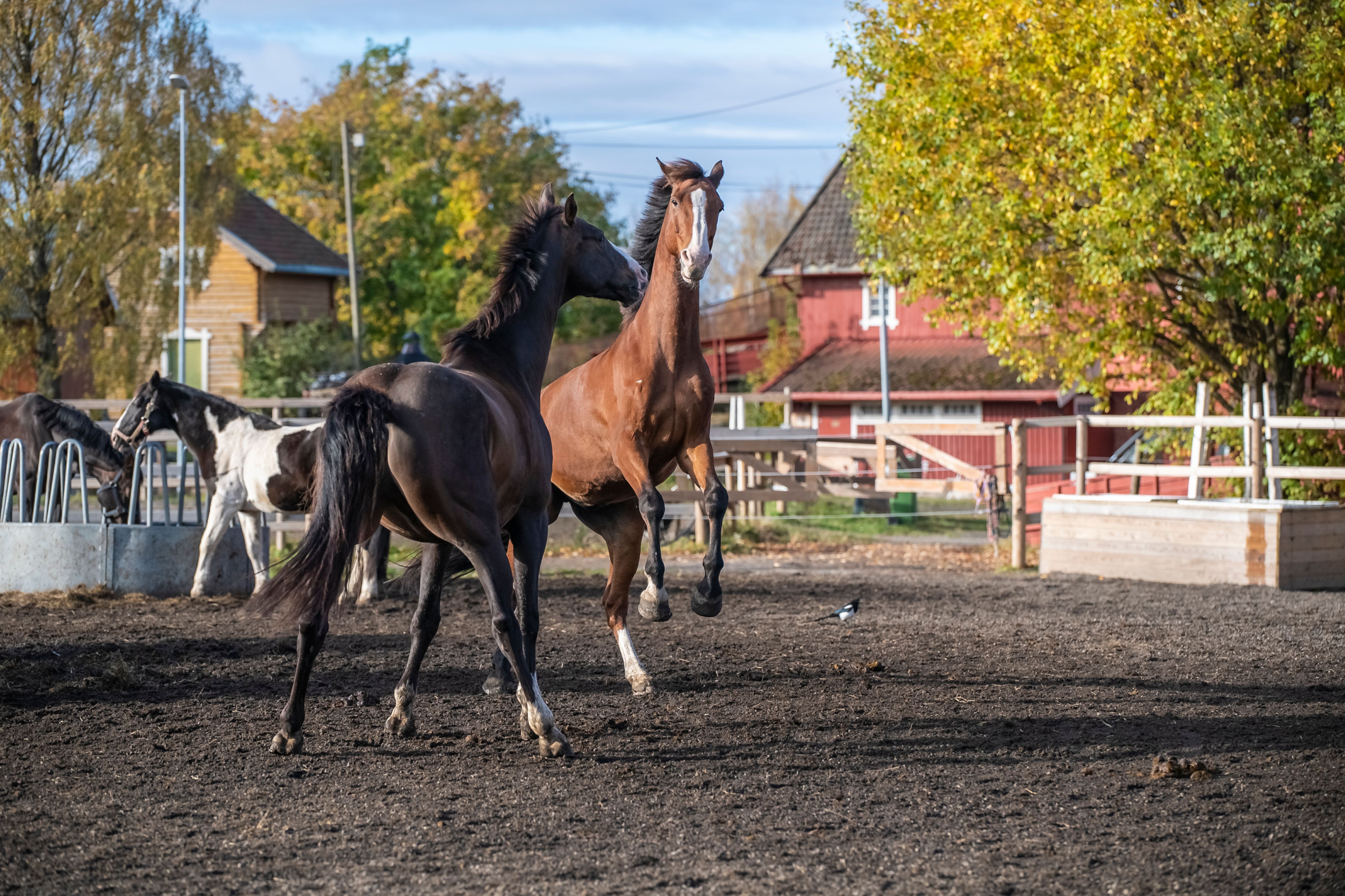 Horses on a Farm · Free Stock Photo