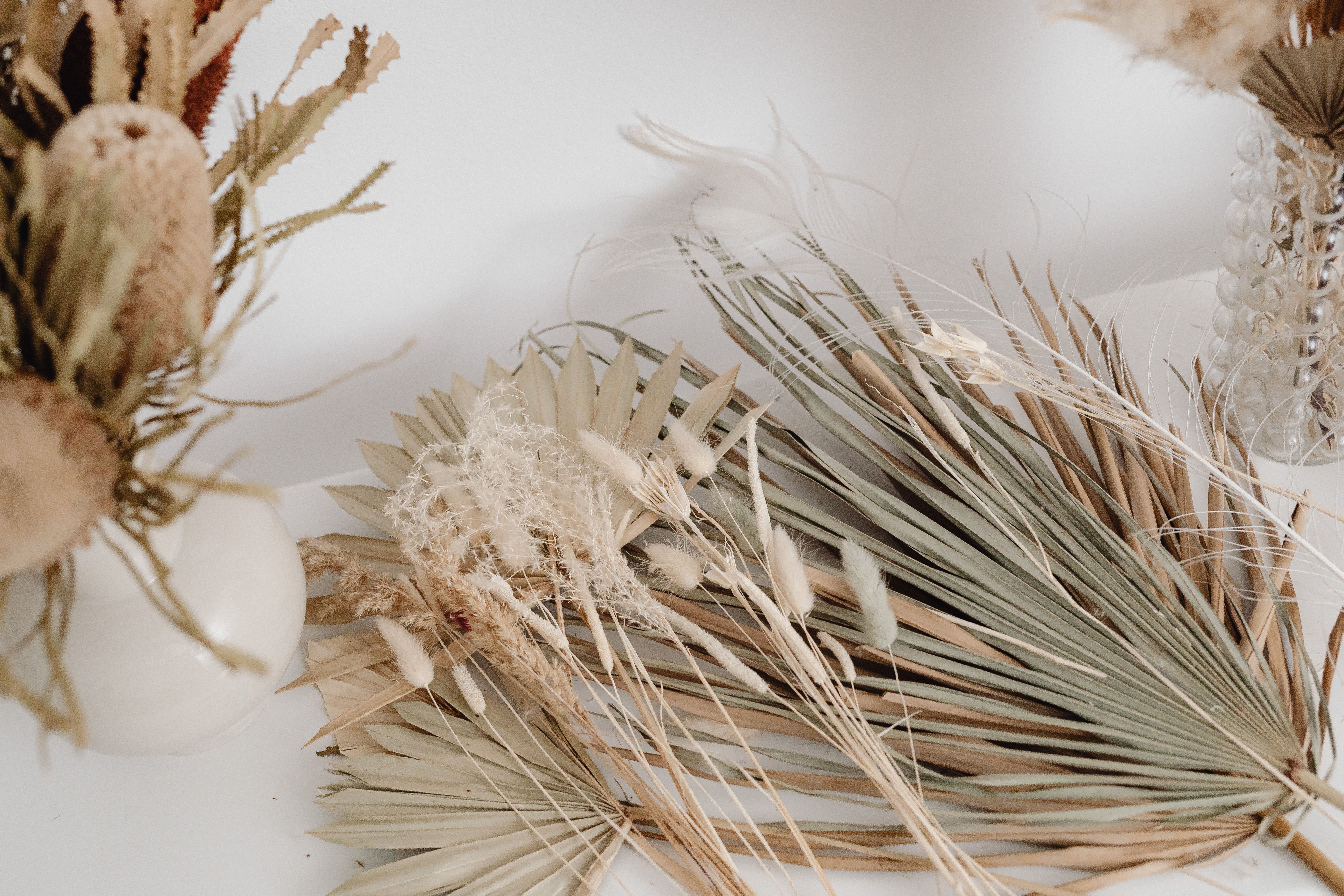 Close-up of Dry Plants on White Background · Free Stock Photo