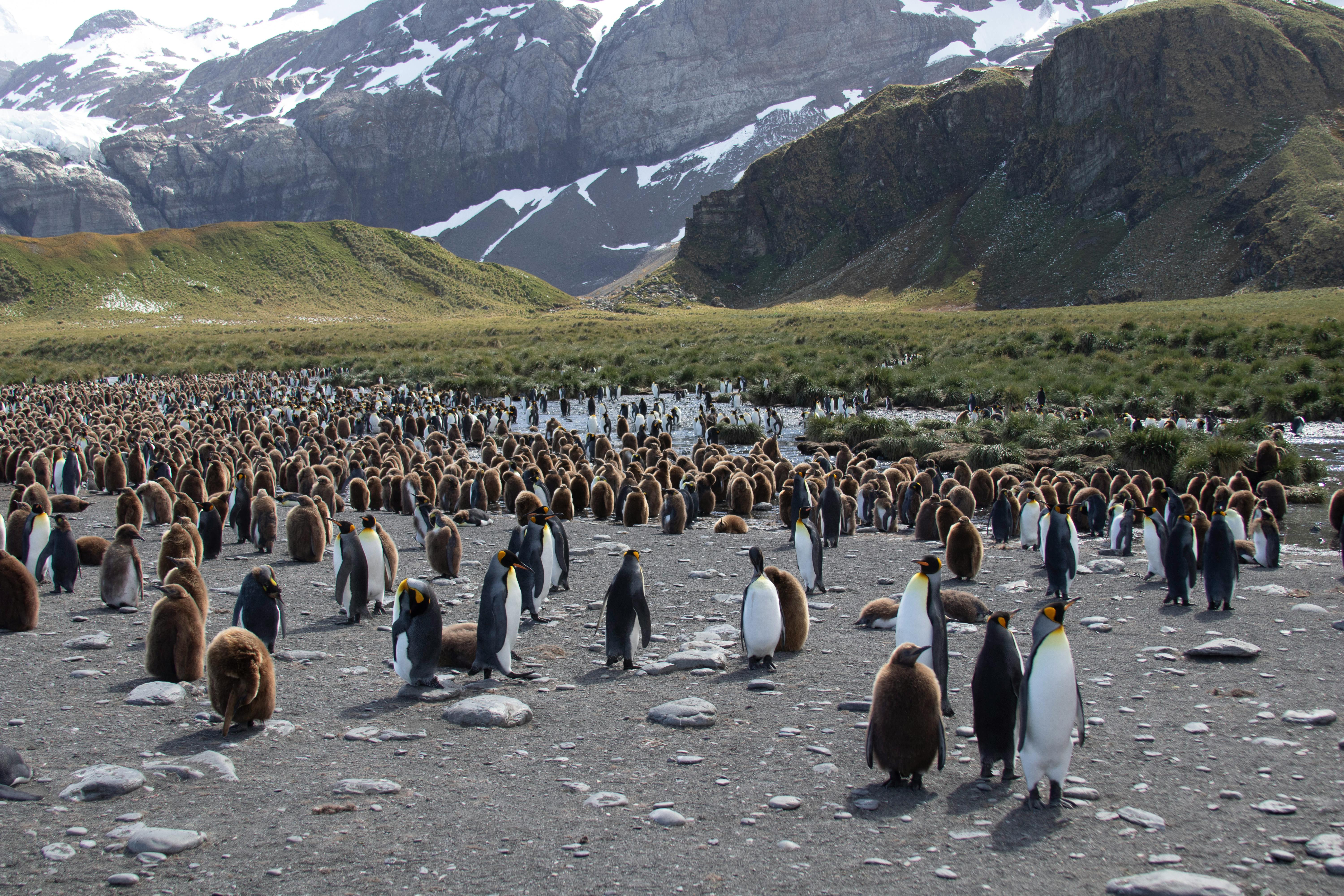 Penguins Near a River Surrounded by Green Grass · Free Stock Photo