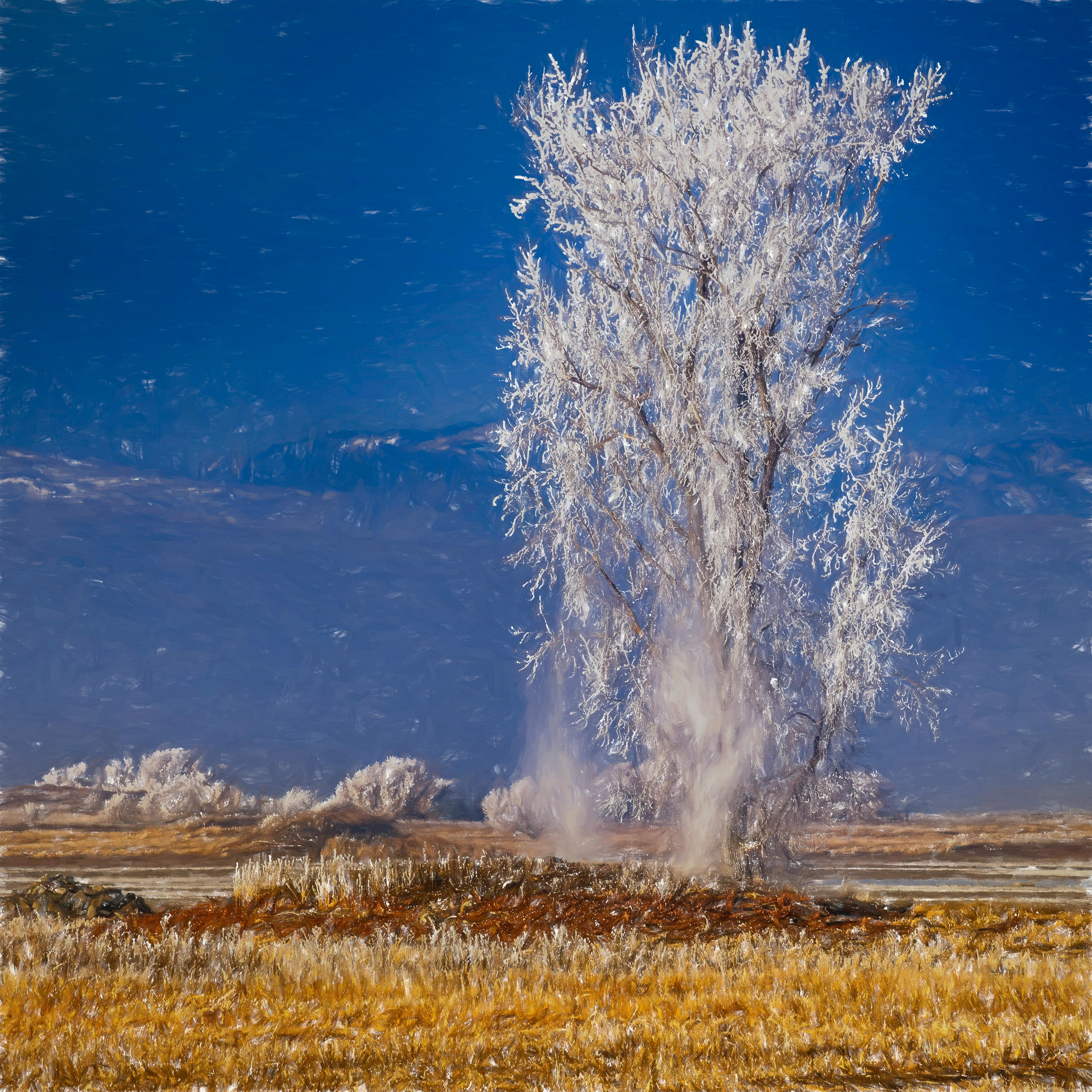 Freezing Tree in the Field · Free Stock Photo